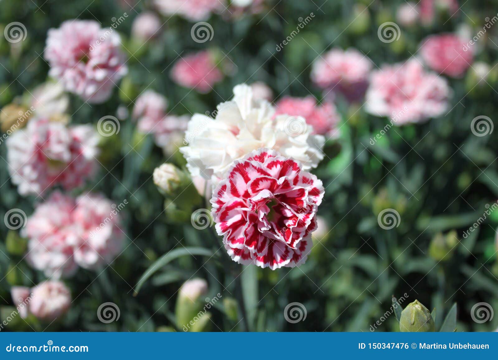 Pink Carnation in the Garden Stock Photo - Image of blossoms, summer ...