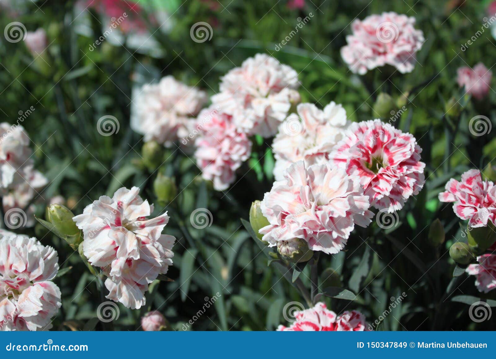 Pink Carnation in the Garden Stock Image - Image of carnations ...