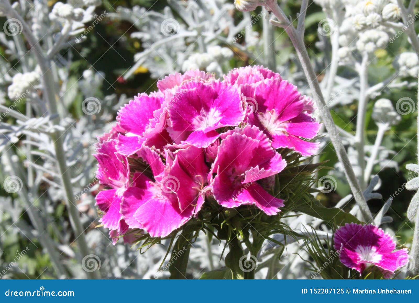 Pink Carnation in the Garden Stock Image - Image of natural, nature ...