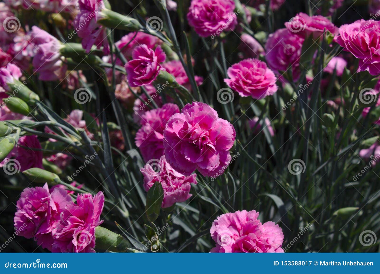 Pink Carnation in the Garden Stock Image - Image of pink, carnation ...
