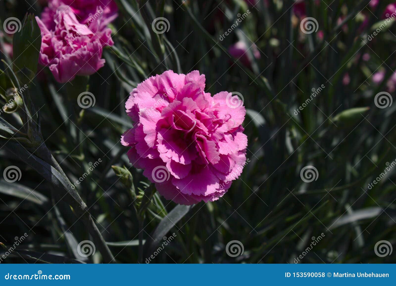 Pink Carnation in the Garden Stock Photo - Image of blossom, garden ...