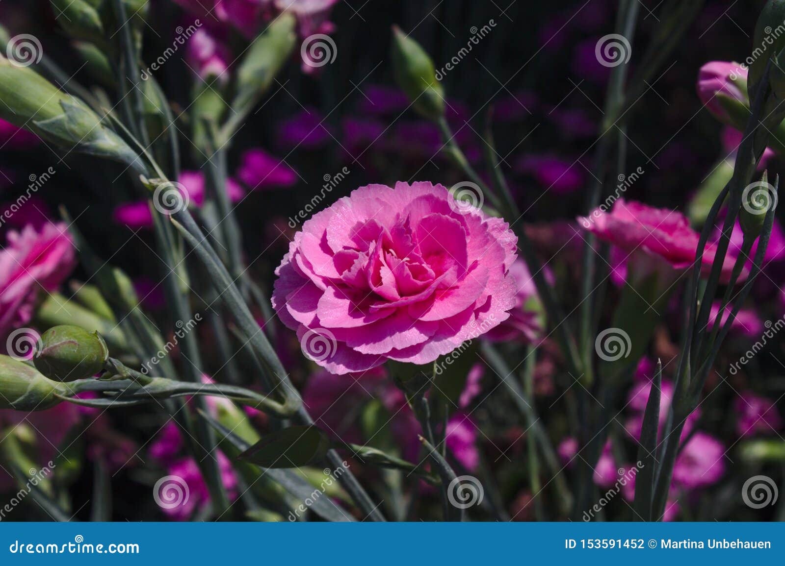 Pink Carnation in the Garden Stock Photo - Image of nature, blossom ...