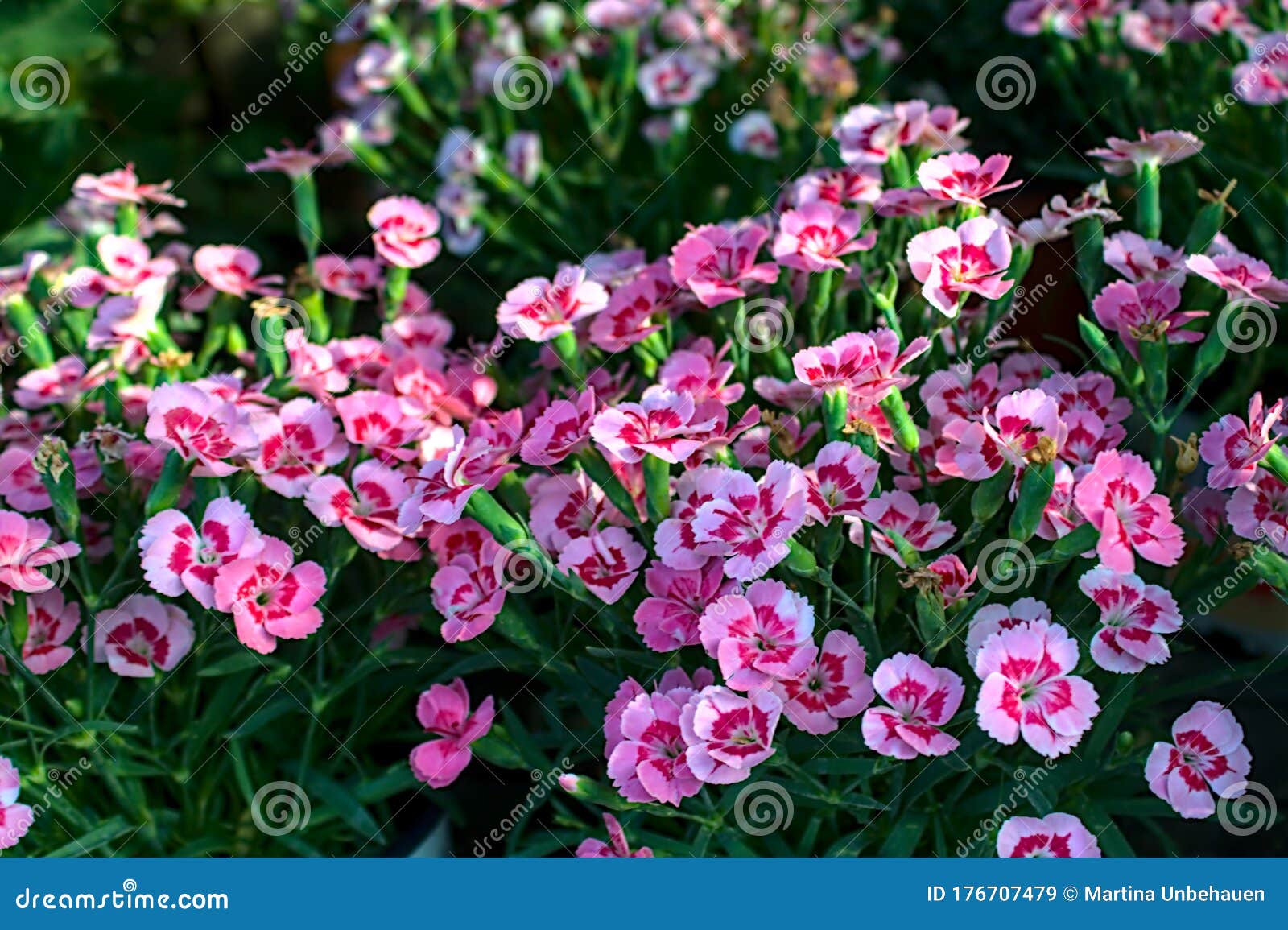 Pink Carnation in the Garden Stock Image - Image of nature, blossom ...