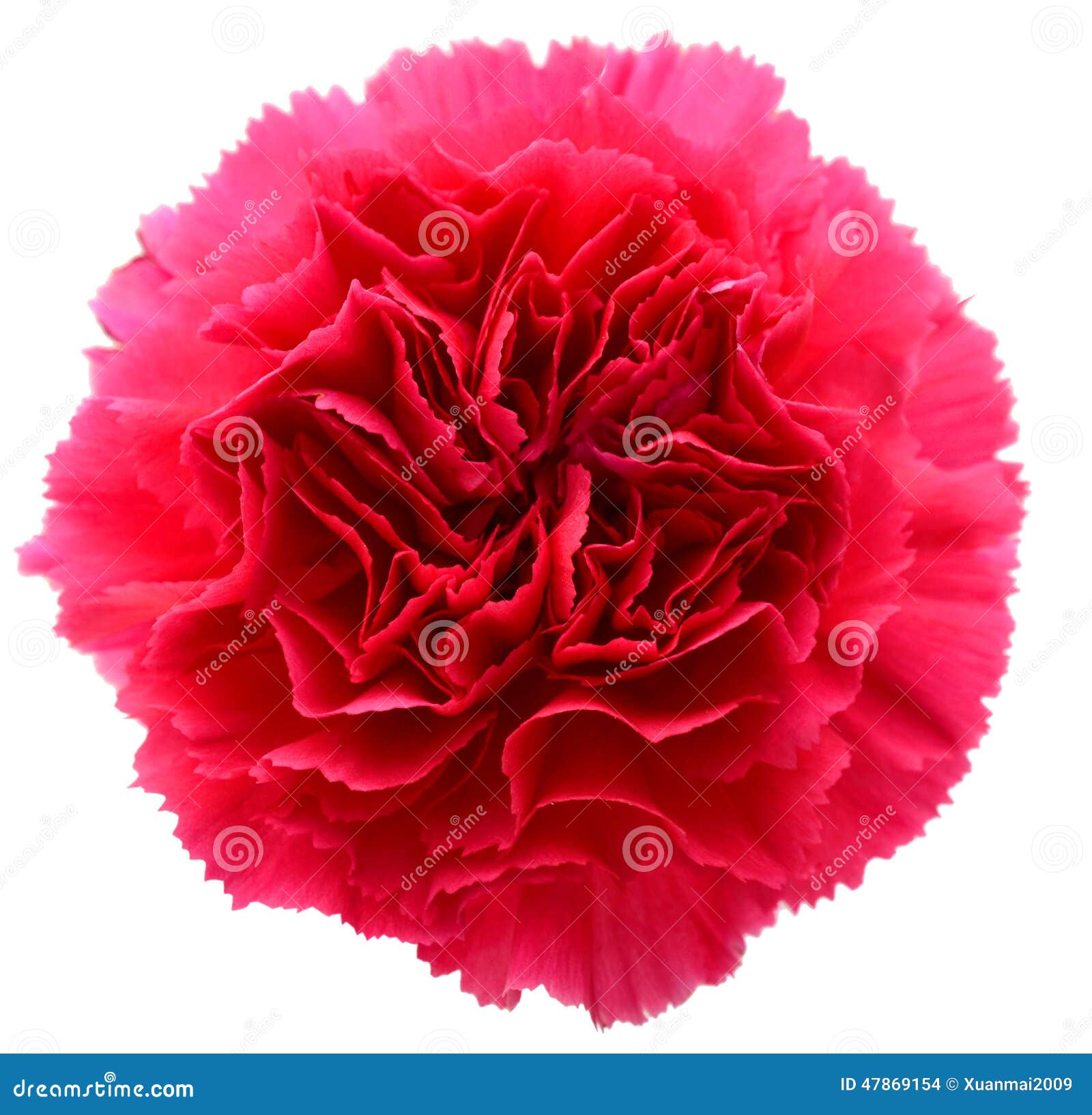 Pink Carnation head stock photo. Image of bloom, decor - 47869154