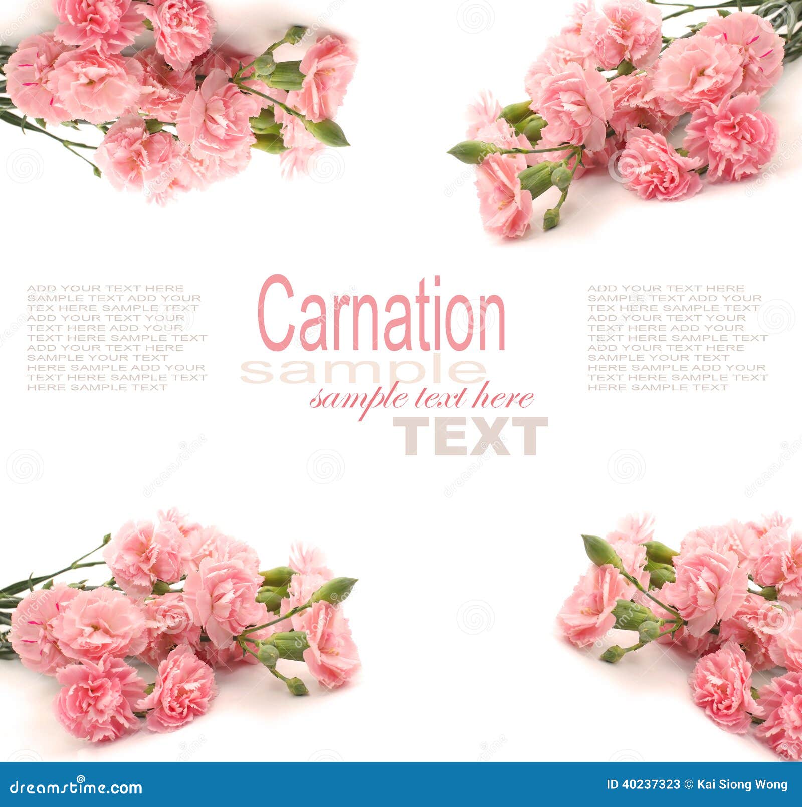 Pink carnation stock image. Image of plant, beauty, flower - 40237323