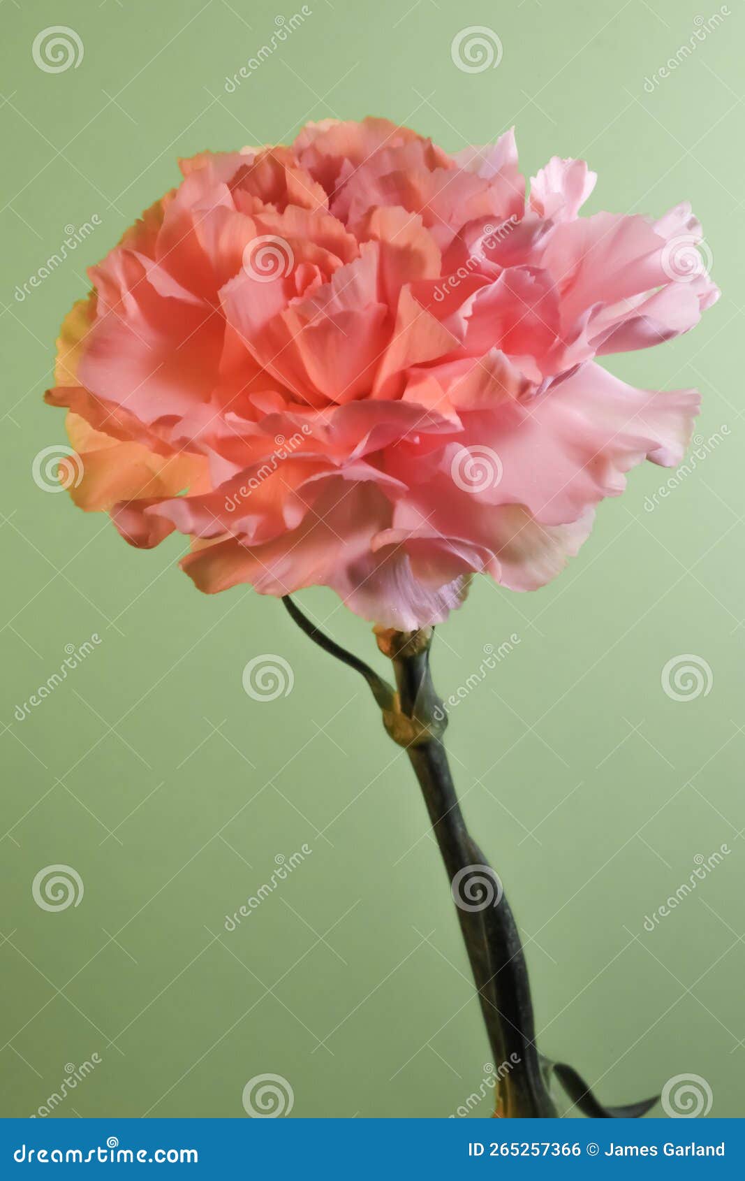 Pink Carnation on Light Green Background Stock Photo - Image of summer ...