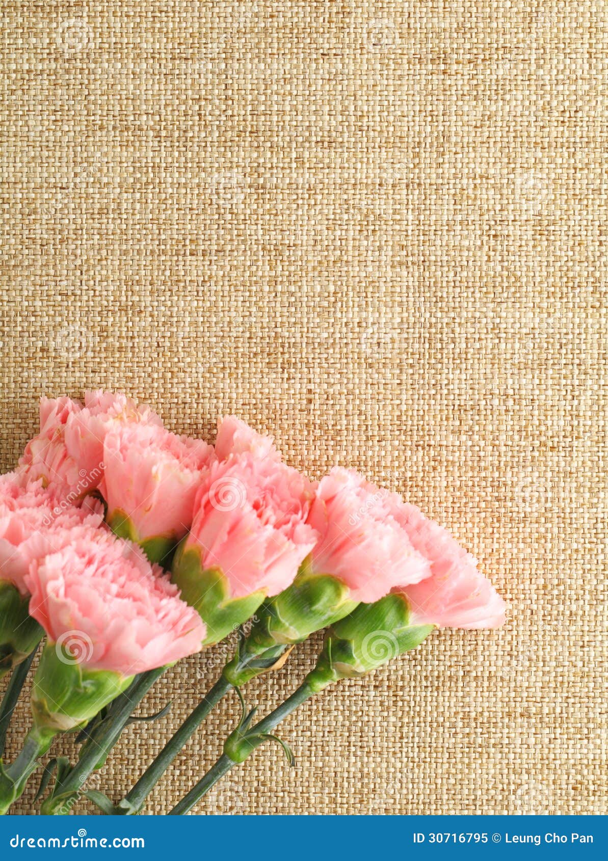 Pink carnation stock image. Image of mother, object, leaf - 30716795