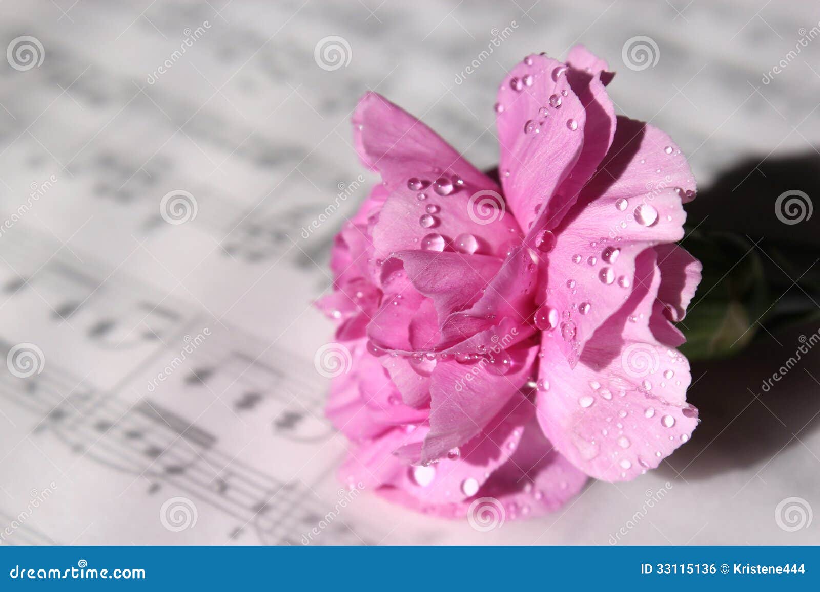 Pink Carnation stock photo. Image of musical, frets, lovely - 33115136