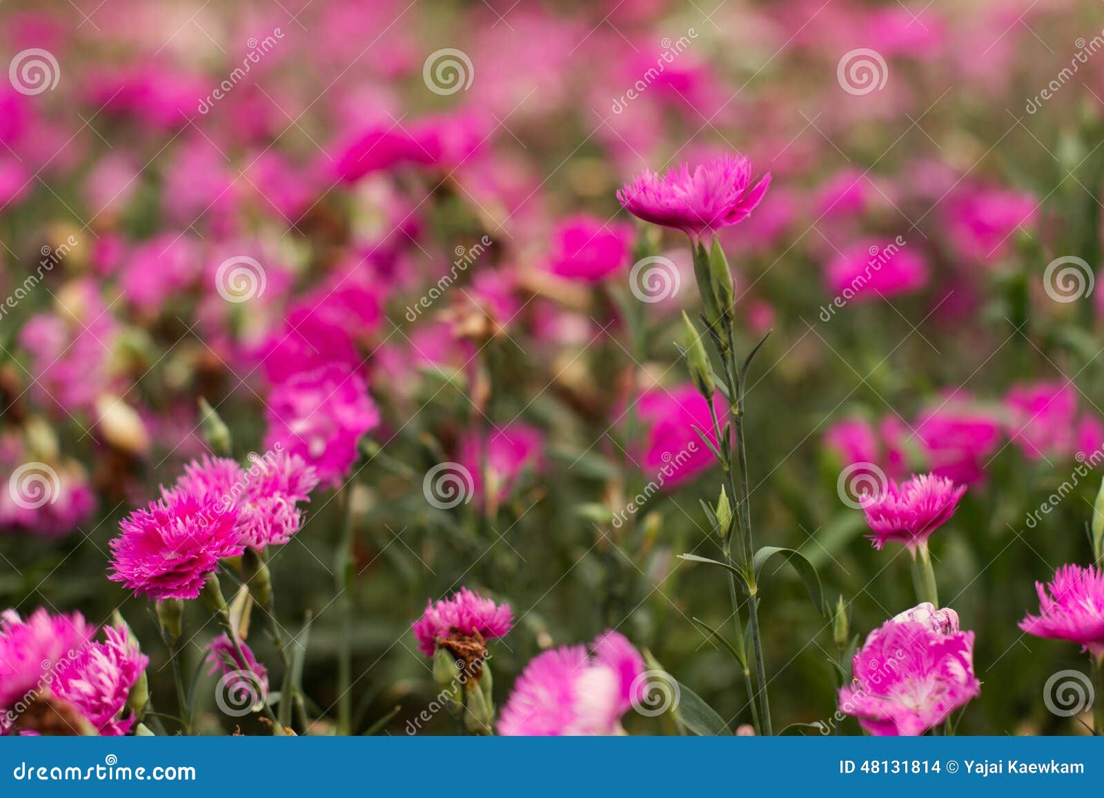 Pink Carnation in Soft Pink Tone Stock Photo - Image of blooming ...