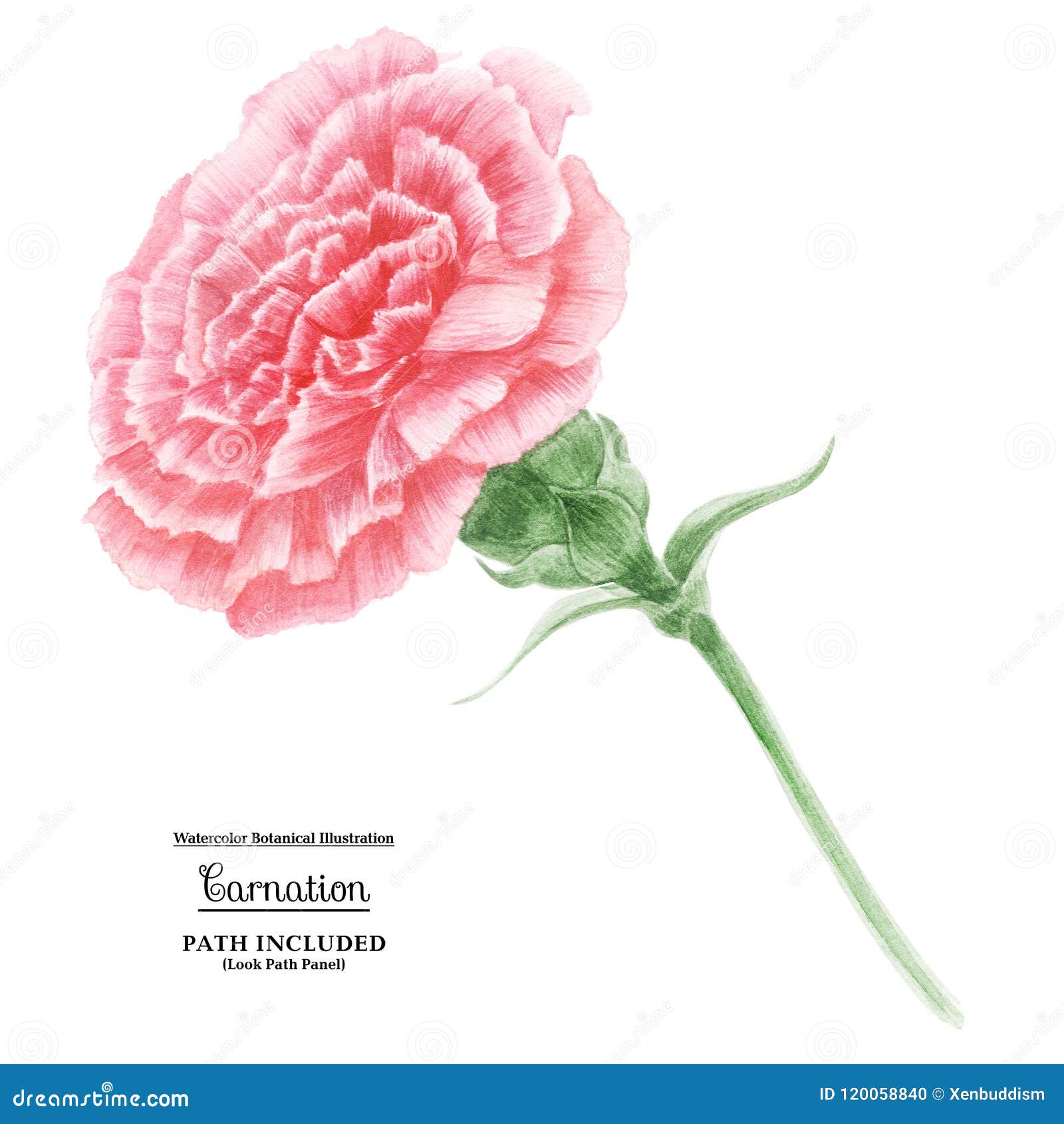 Pink Carnation Symbol Of Mothers Day Stock Illustration Illustration