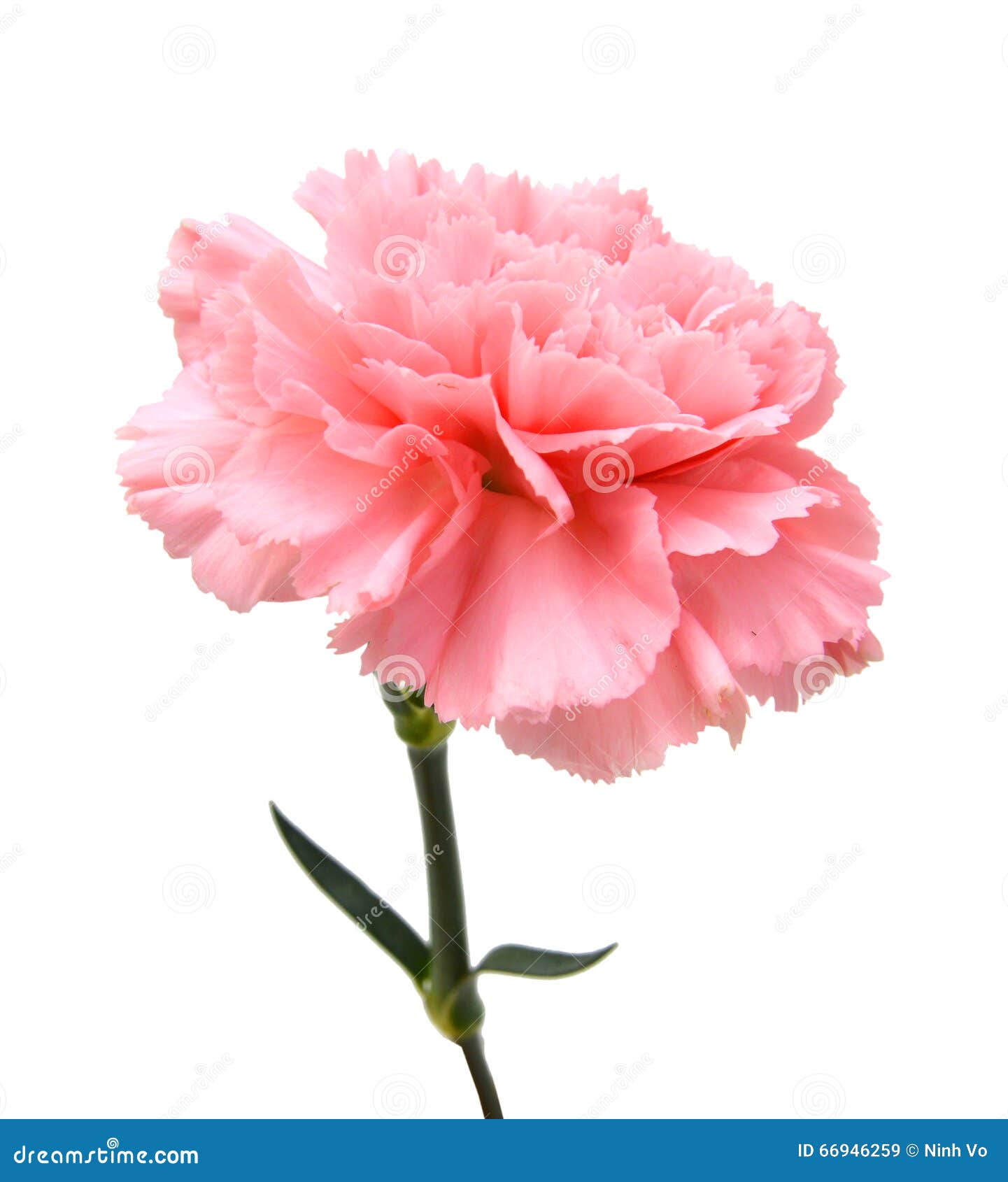 Pink Carnation Royalty-Free Stock Photography | CartoonDealer.com #66946259