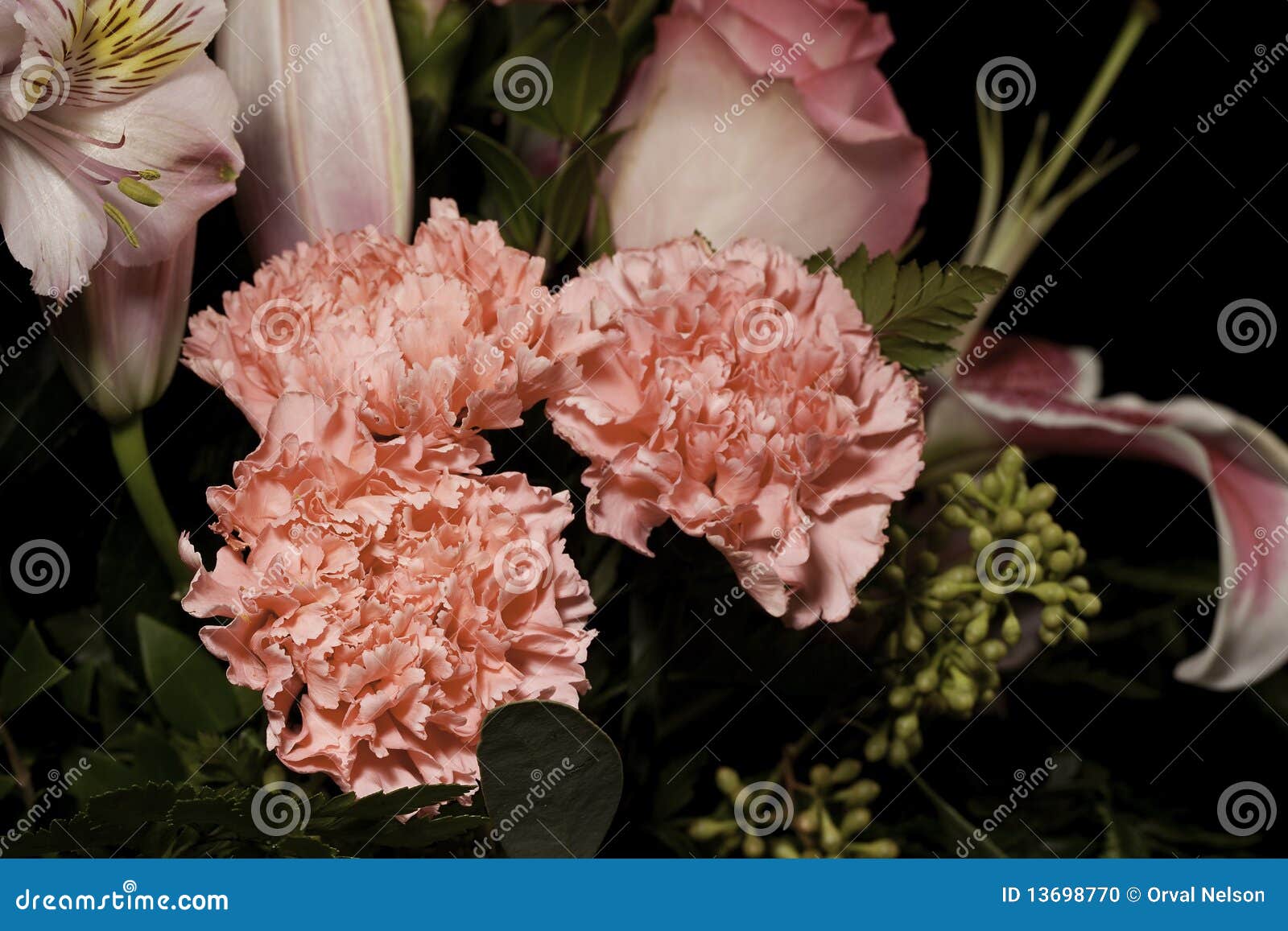 Pink Carnations stock photo. Image of blossom, fragrance - 13698770