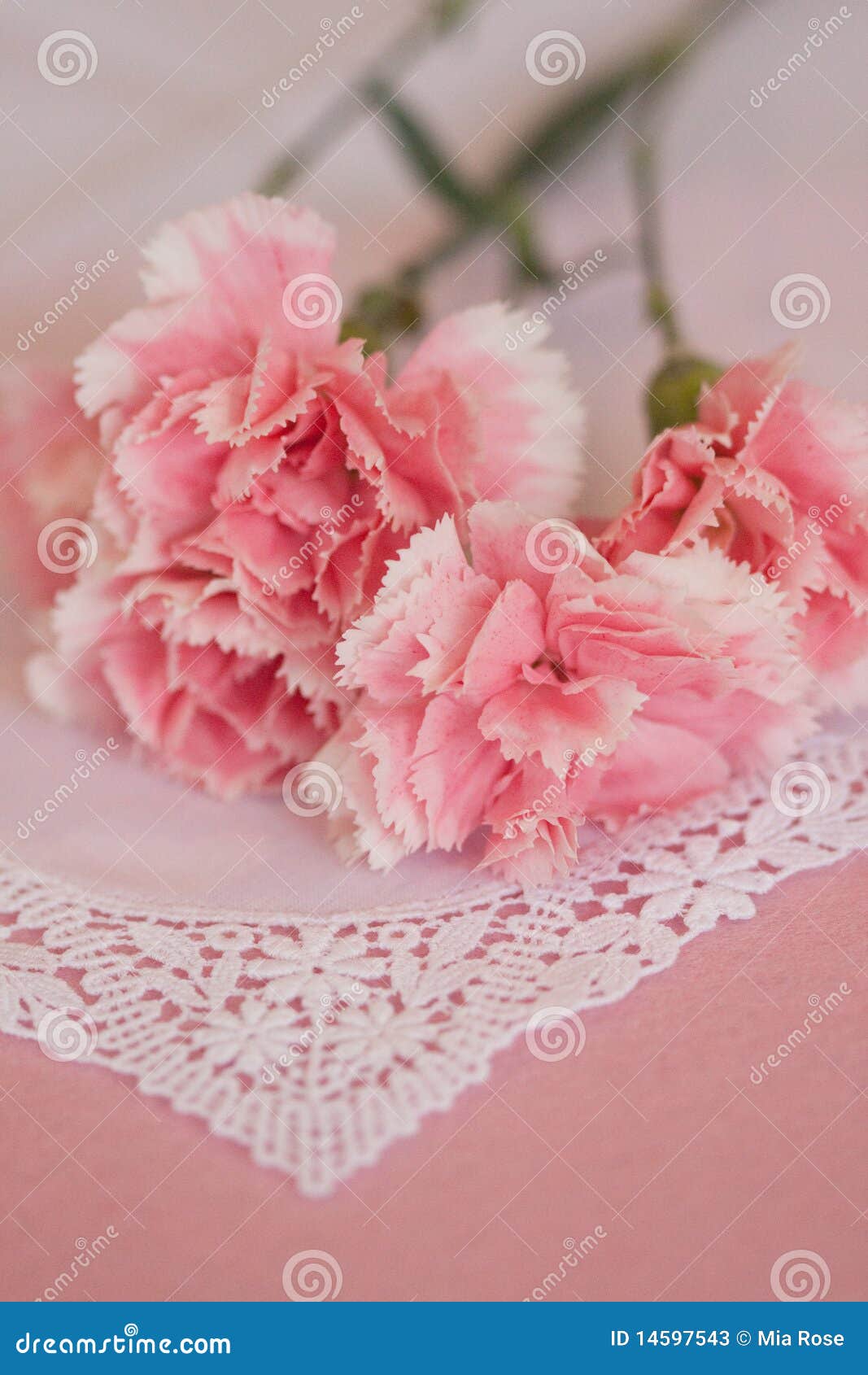 Pink Carnations stock image. Image of floral, notes, gift - 14597543