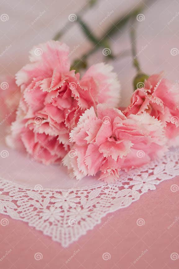 Pink Carnations stock image. Image of floral, notes, gift - 14597543