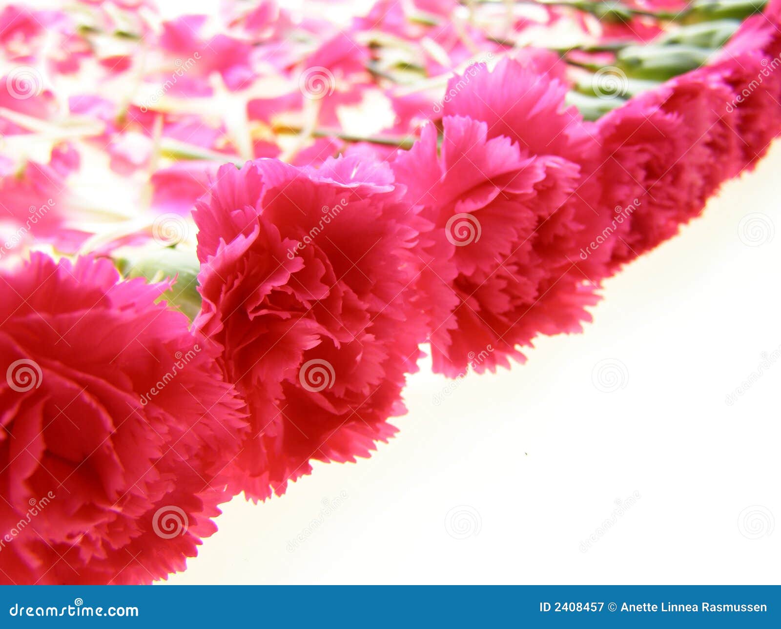 Pink carnations stock image. Image of petal, gift, macro - 2408457