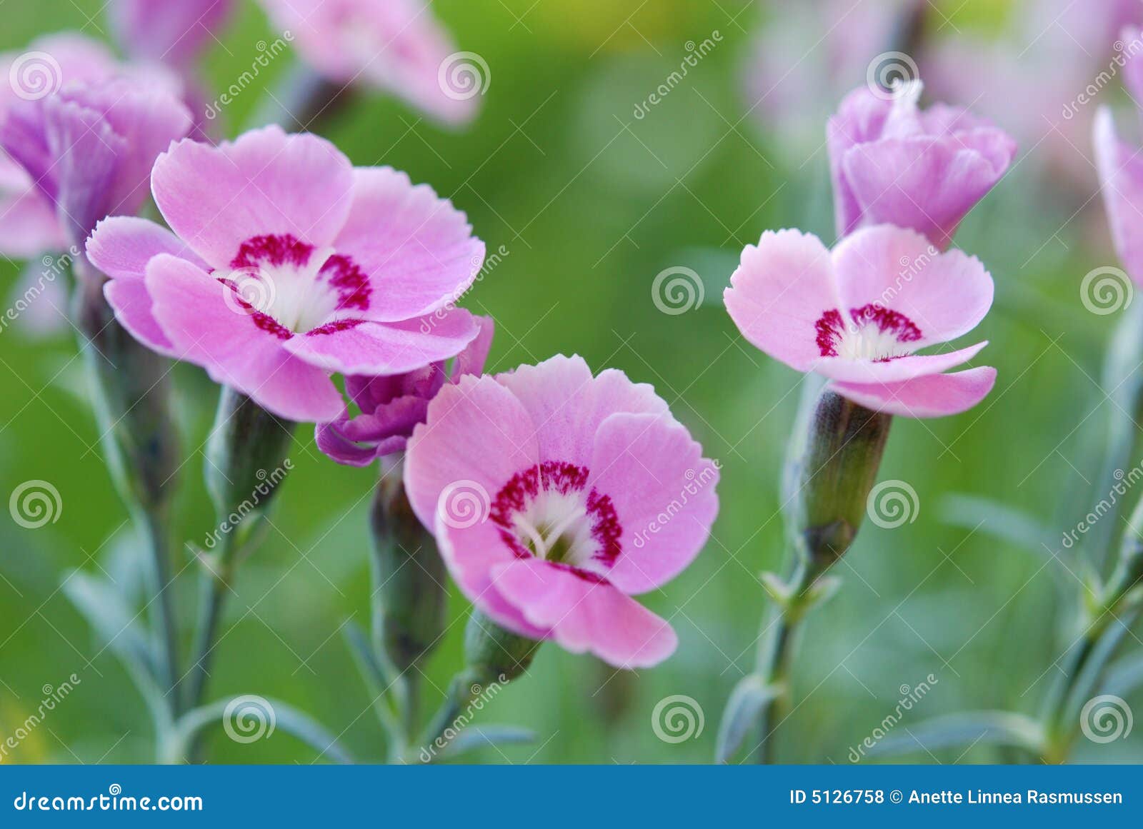 Pink carnations stock photo. Image of season, gift, summer - 5126758
