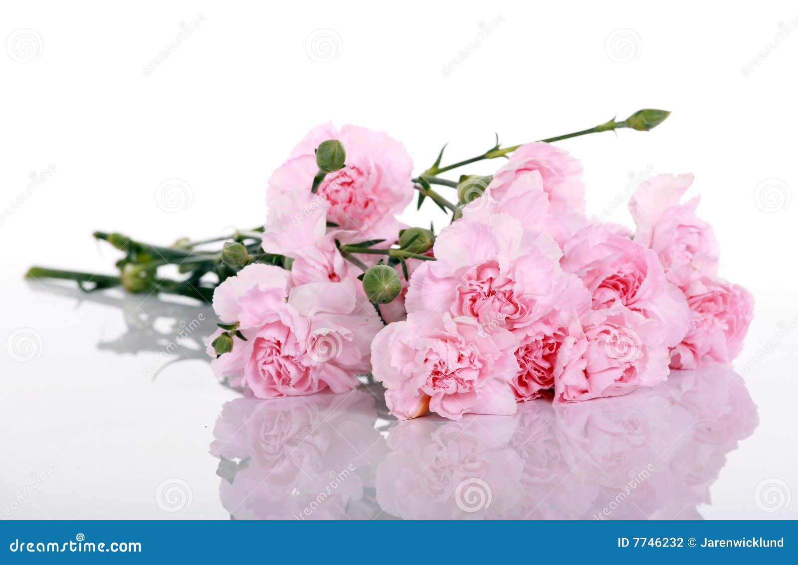 Pink carnations stock photo. Image of beautiful, valentines - 7746232