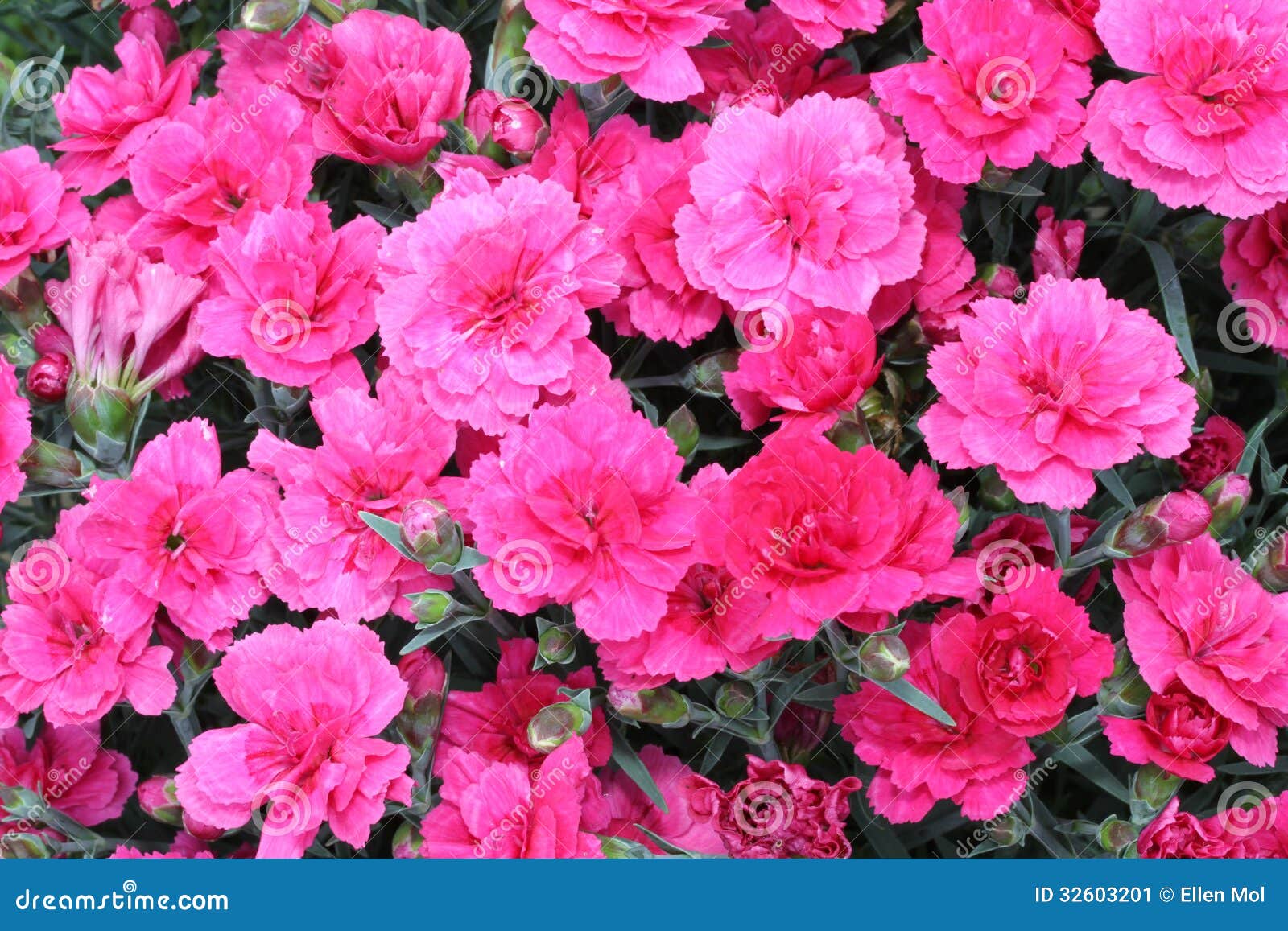 Pink carnations stock image. Image of garden, gardening - 32603201