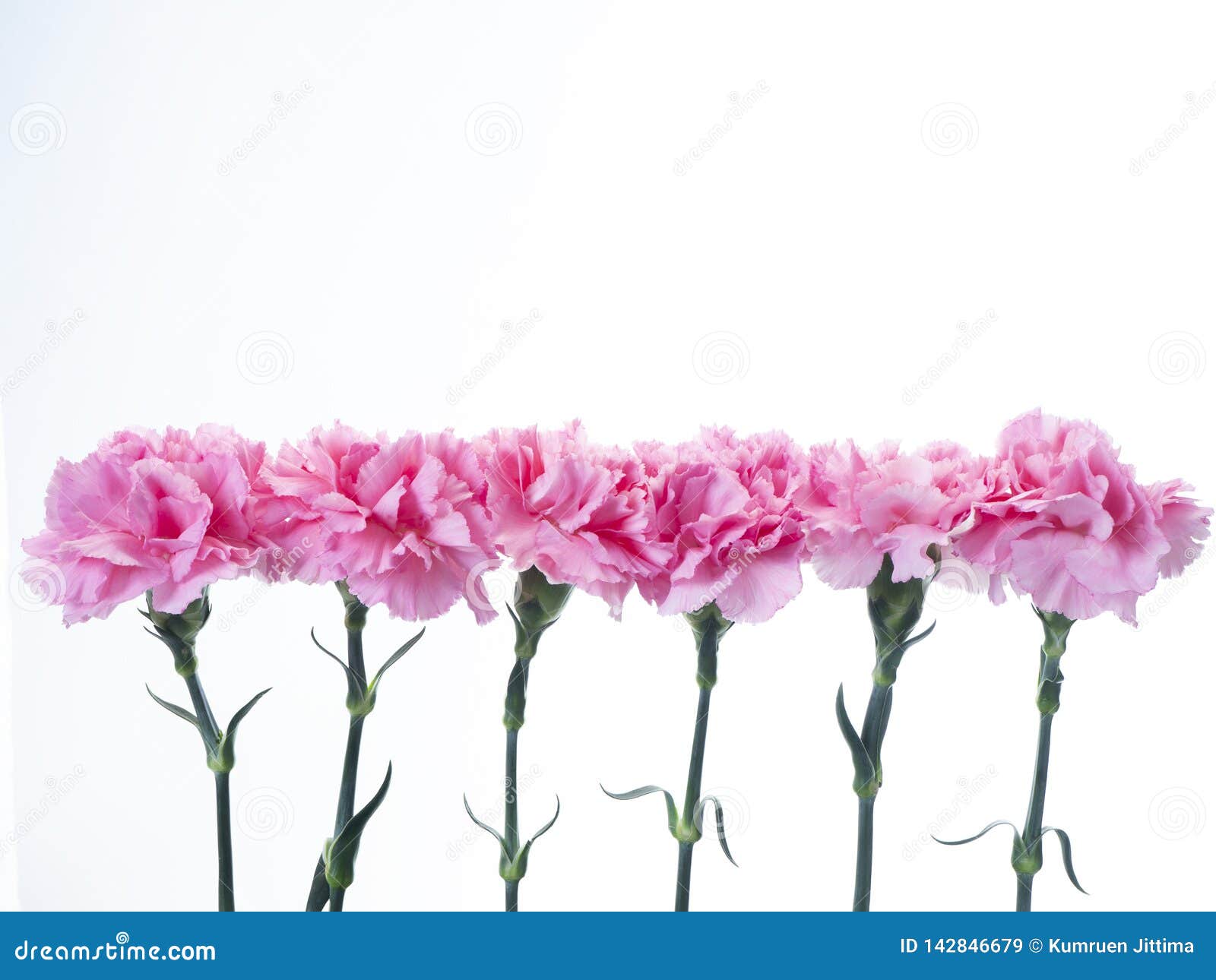 Pink Carnations Flower For Mother S Day Stock Image Image Of Natural