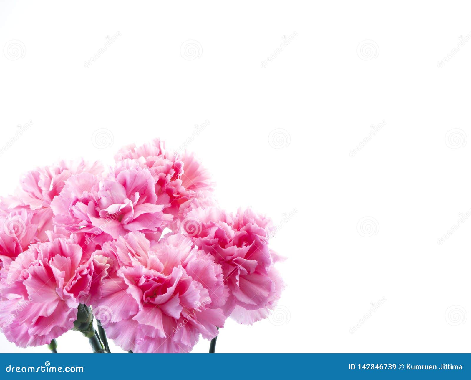 Pink Carnations Flower For Mother S Day Stock Image Image Of Romantic