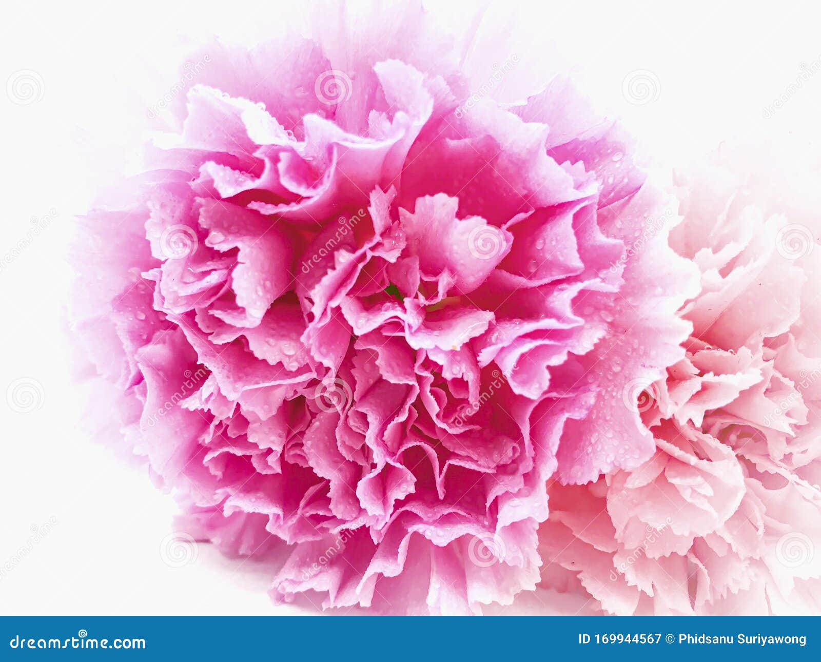 Pink Carnations Flower For Mother`s Day Stock Image Image Of Fresh