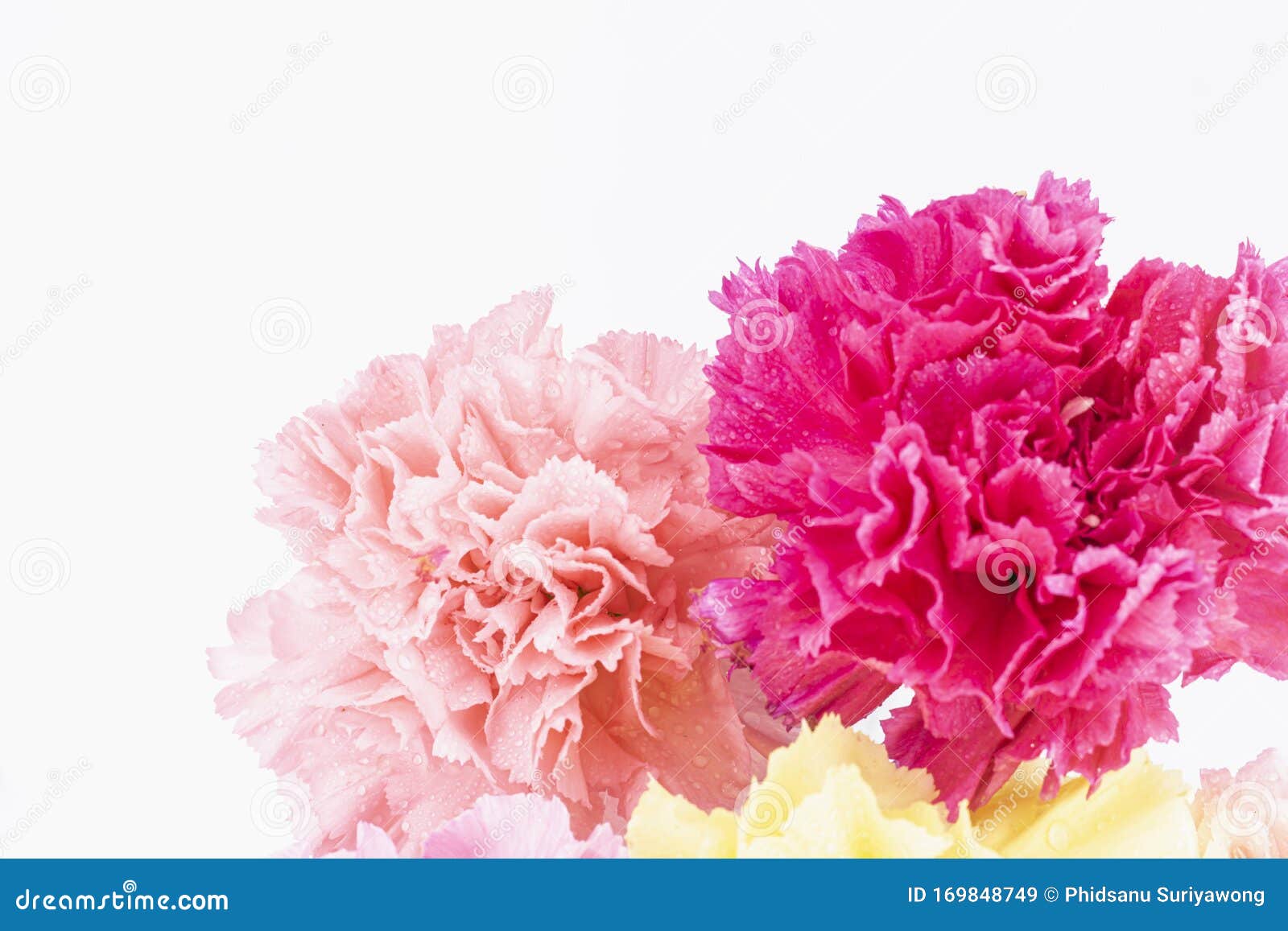 Pink Carnations Flower For Mother`s Day Stock Image Image Of Colorful