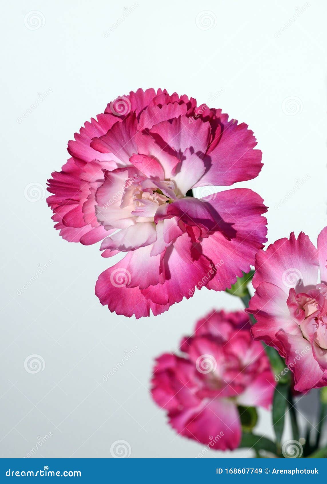 Pink Carnations. stock image. Image of flowering, still - 168607749