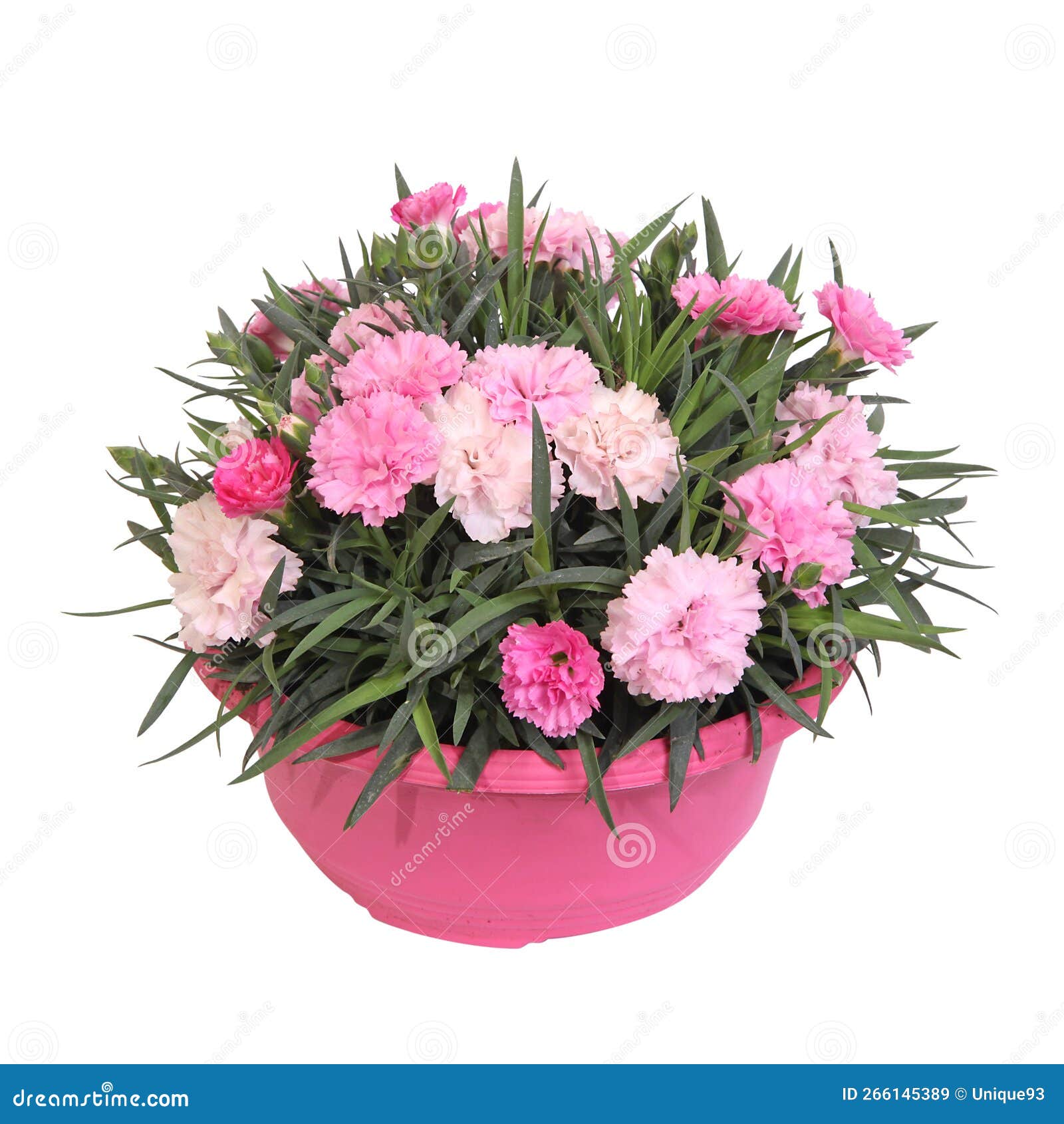 Pink carnations in pot stock image. Image of close, colors - 266145389