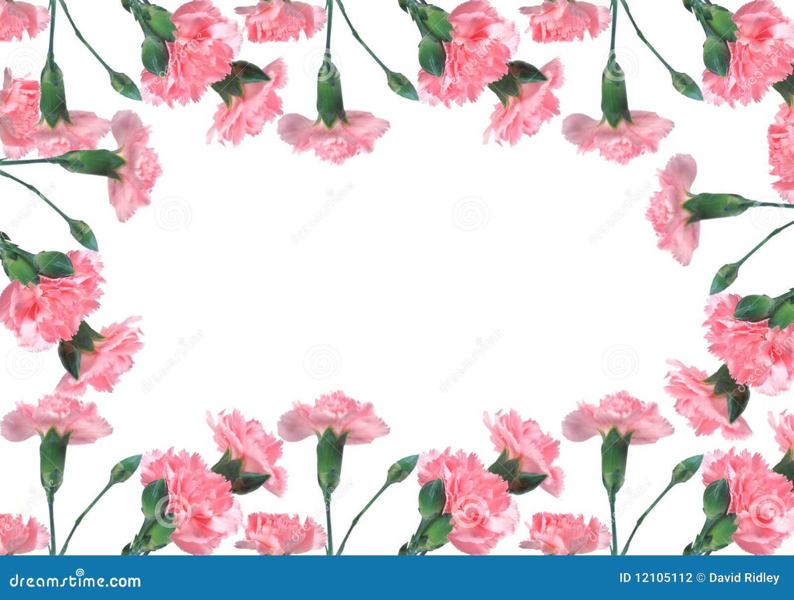Pink Carnations on a White Background Stock Illustration - Illustration ...