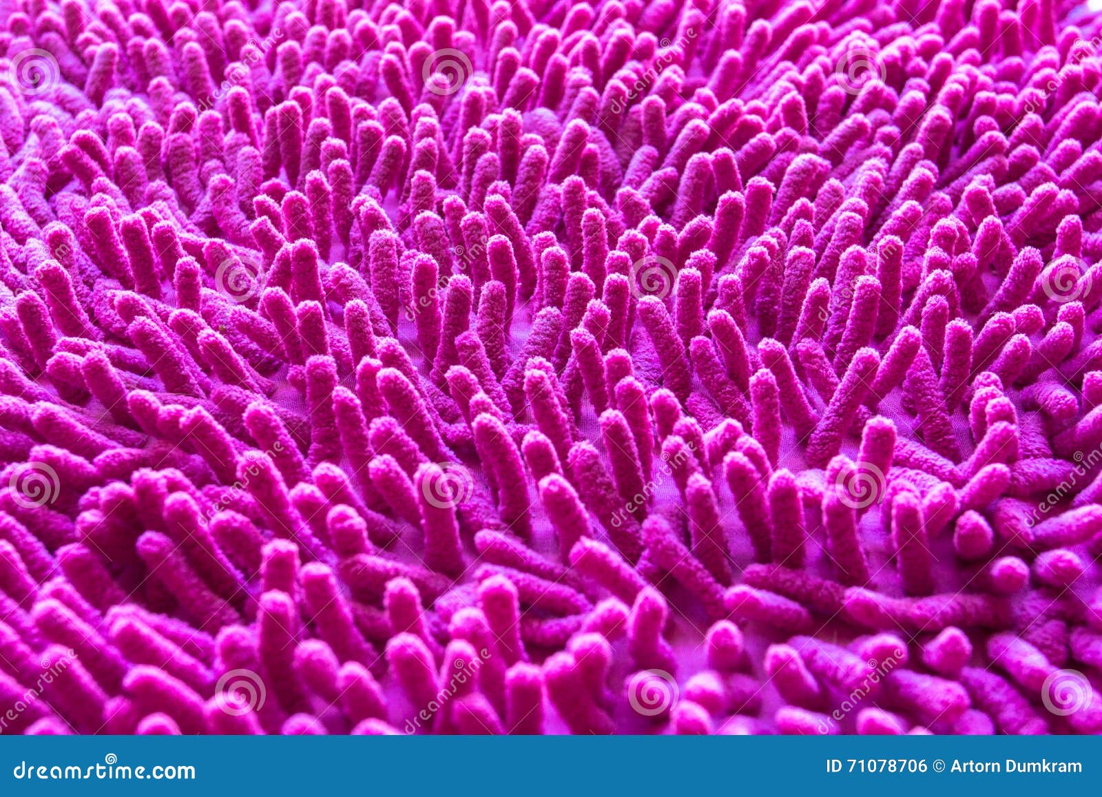 Pink Carpet Softness Texture of Doormat, Select Focus Close-up Image ...