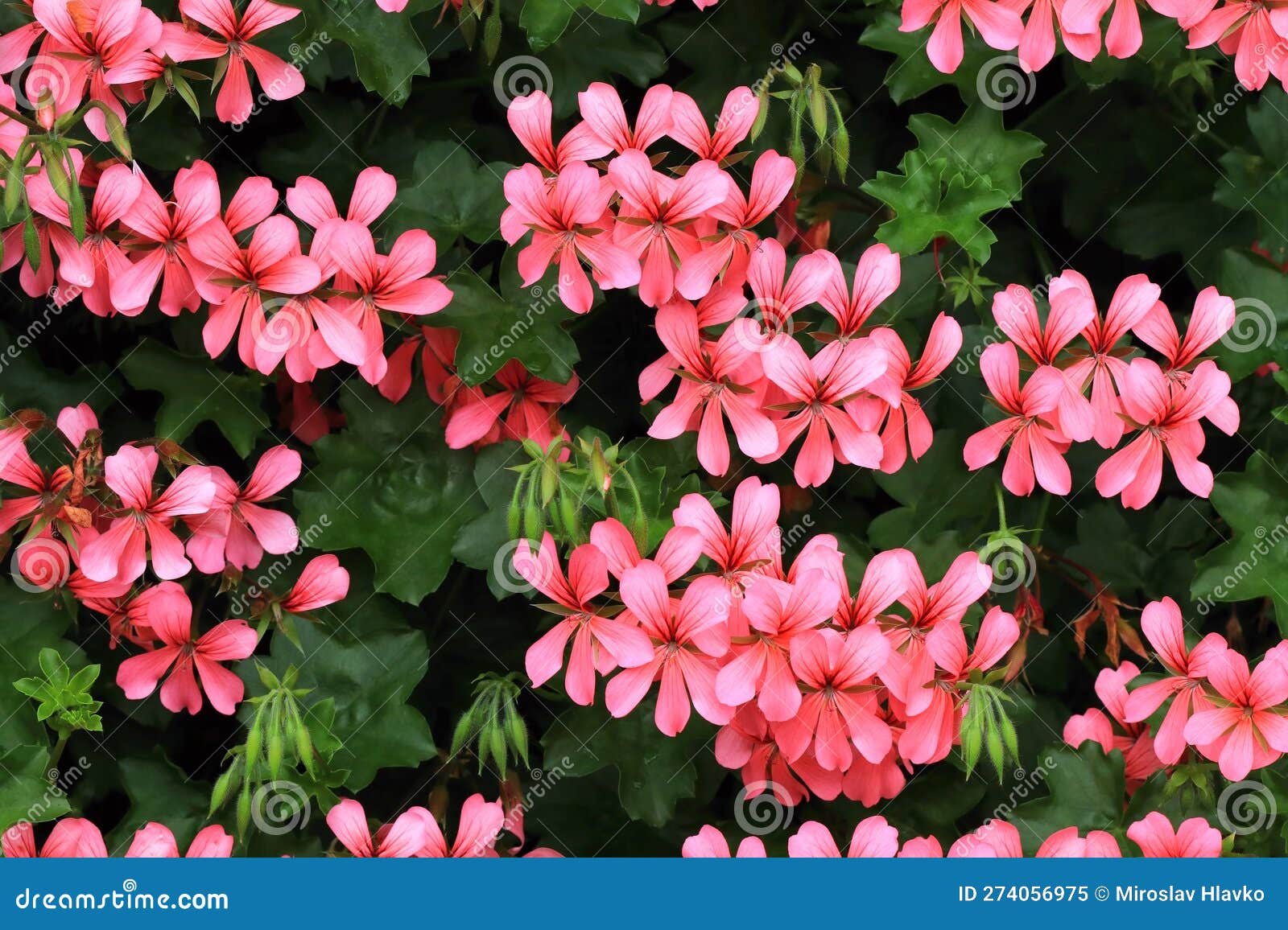 Pink Cascading Geranium Flower in Garden Stock Image - Image of pink ...