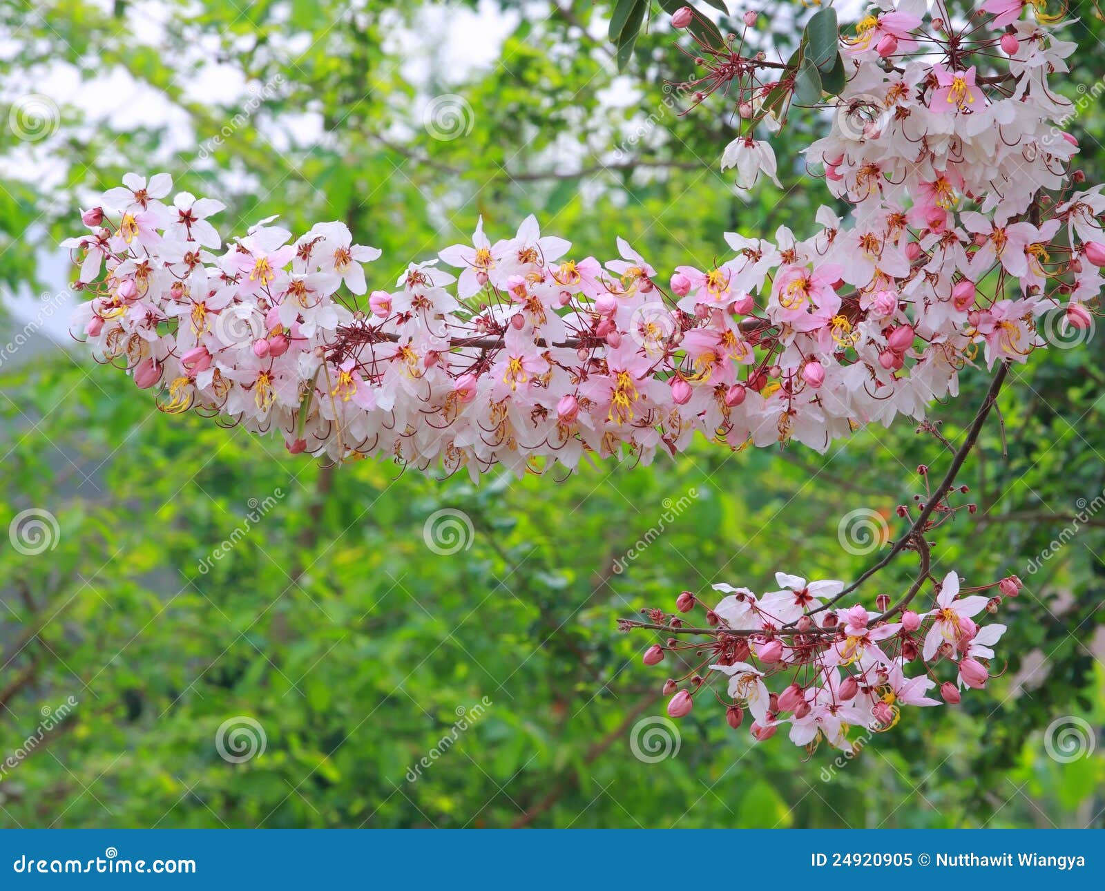 Pink cassia flower. stock image. Image of cassia, javanica - 24920905