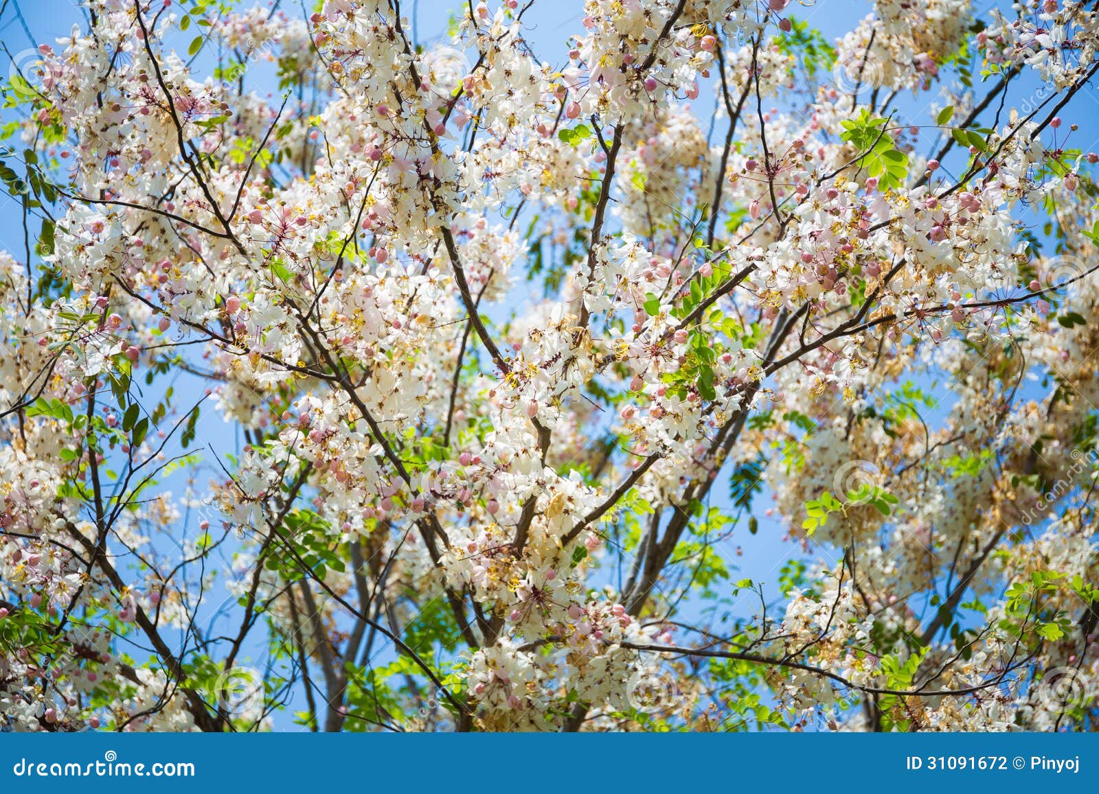 Pink Cassia Javanica Flower With Green Leaves Stock Photo ...