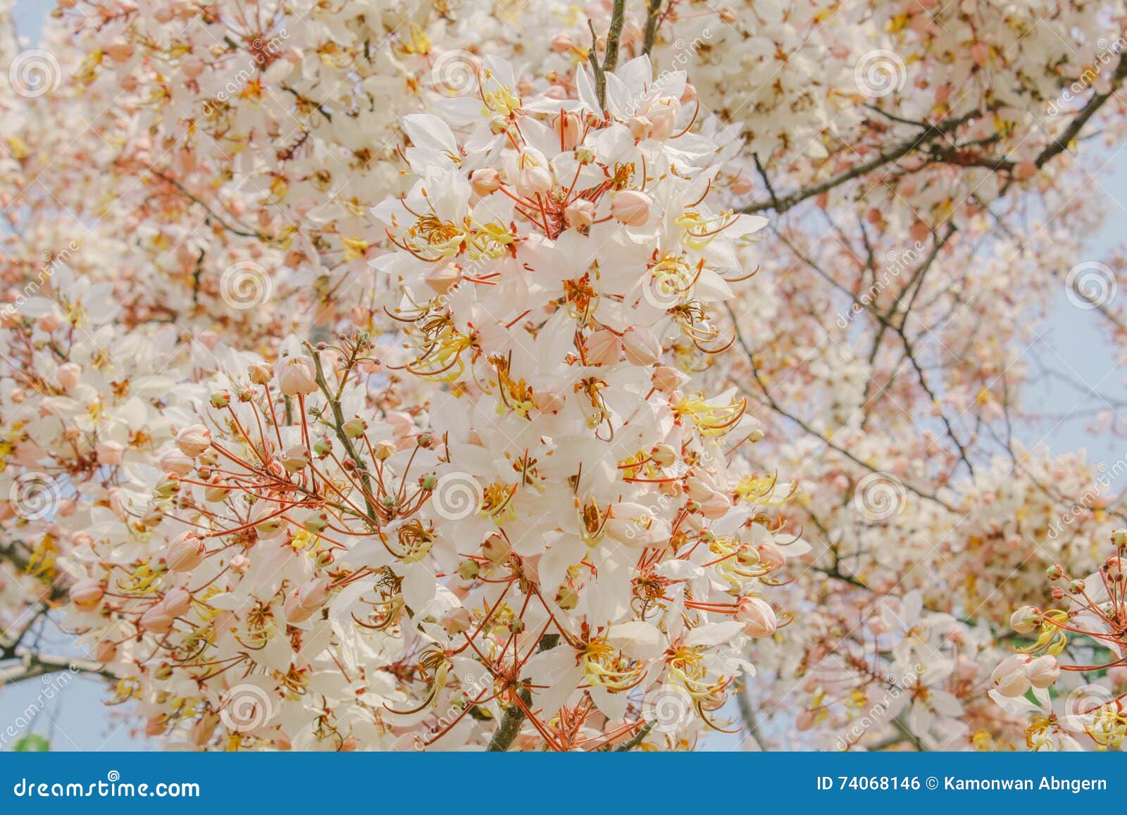 Pink Cassia Javanica Flower With Green Leaves Stock Photo ...