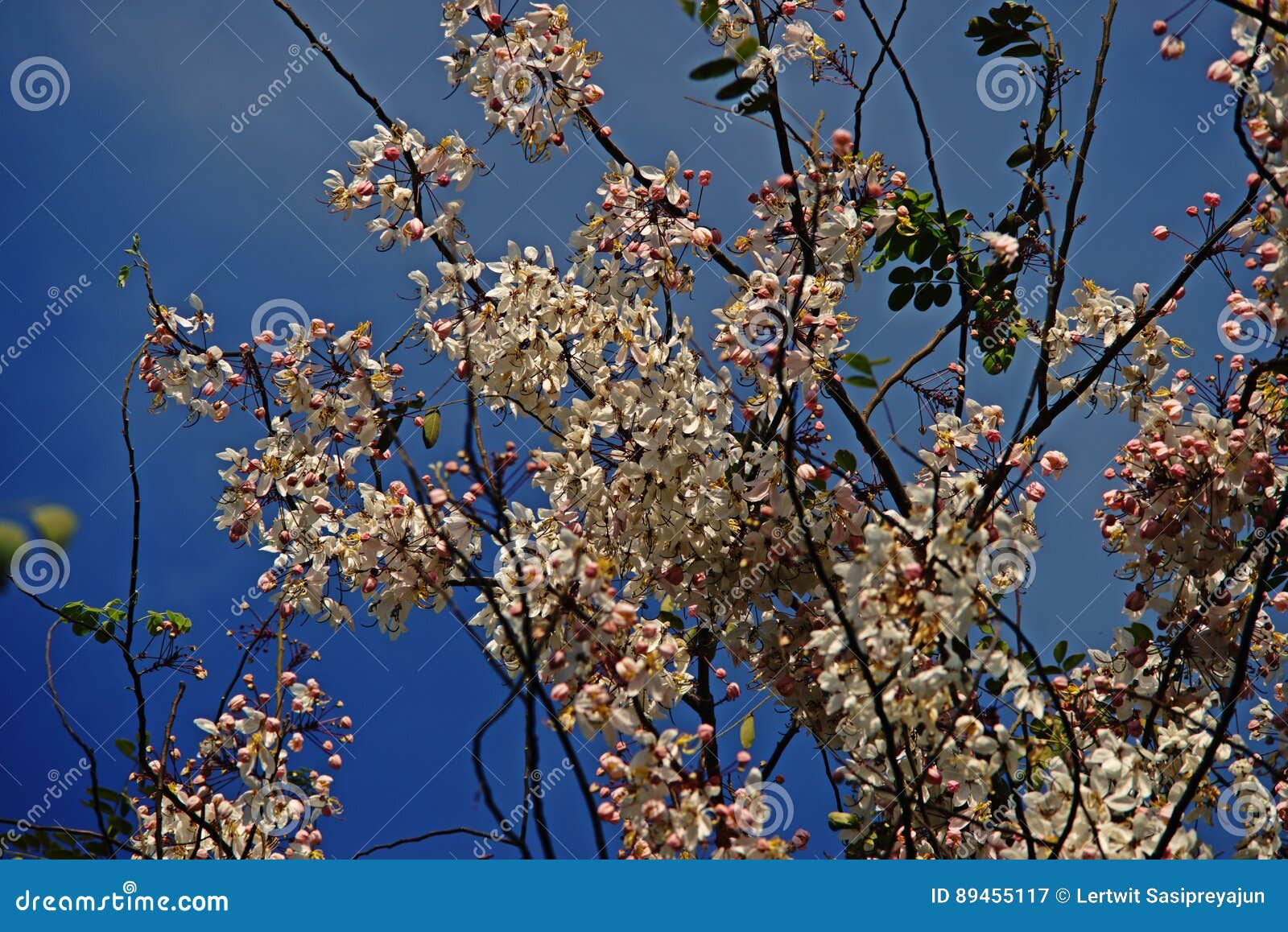 Pink Cassia,a Medium Sized Deciduous Tree from Thailand Stock Image ...