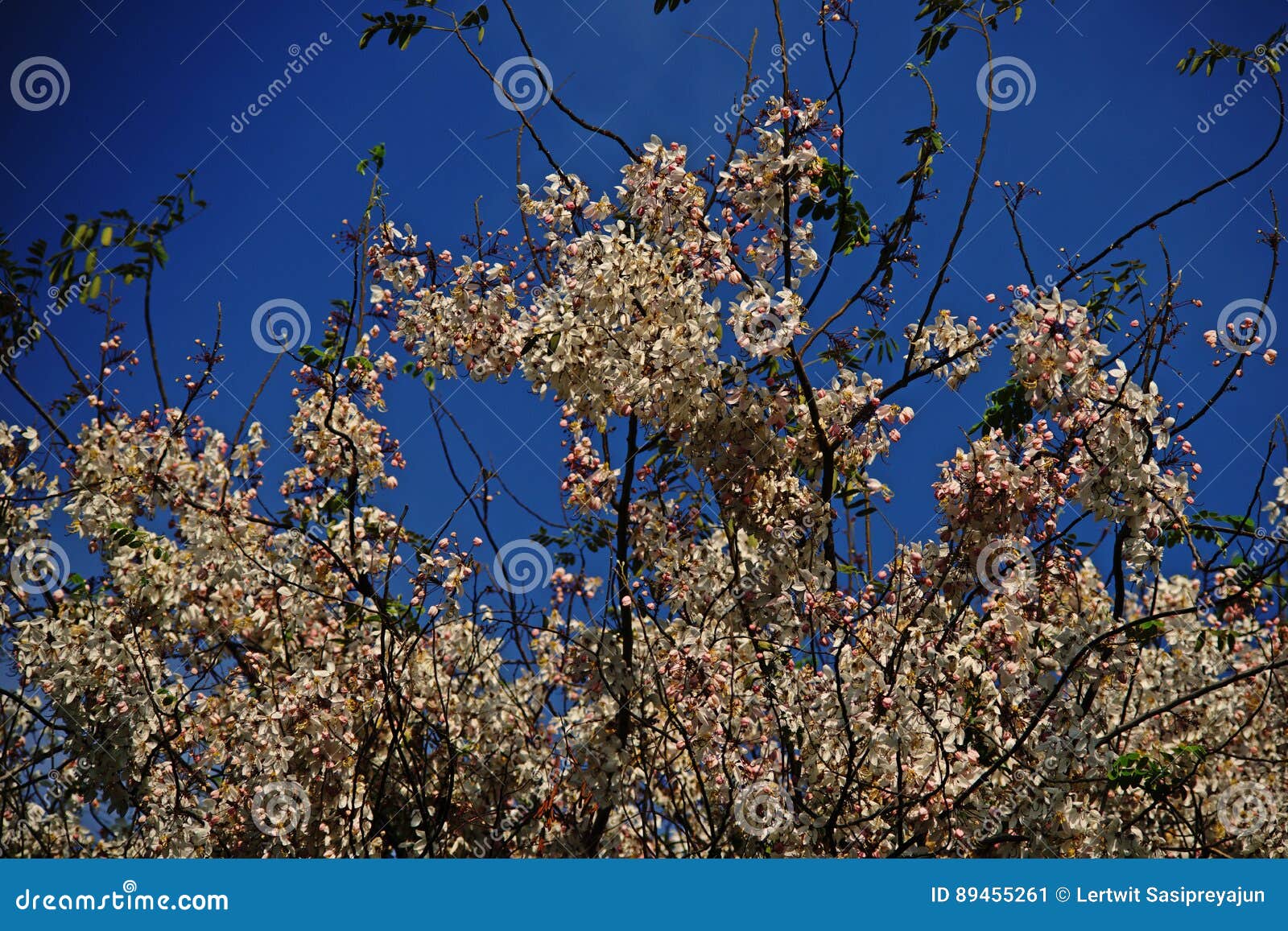 Pink Cassia,a Medium Sized Deciduous Tree from Thailand Stock Image ...