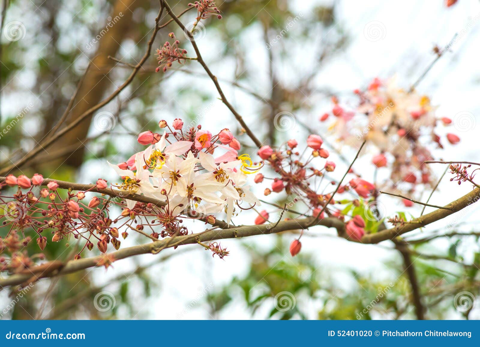 Pink cassia in spring stock photo. Image of cassia, flower - 52401020