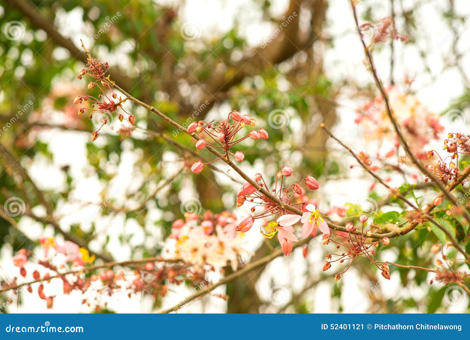Pink cassia in spring stock image. Image of flora, branch - 52401121