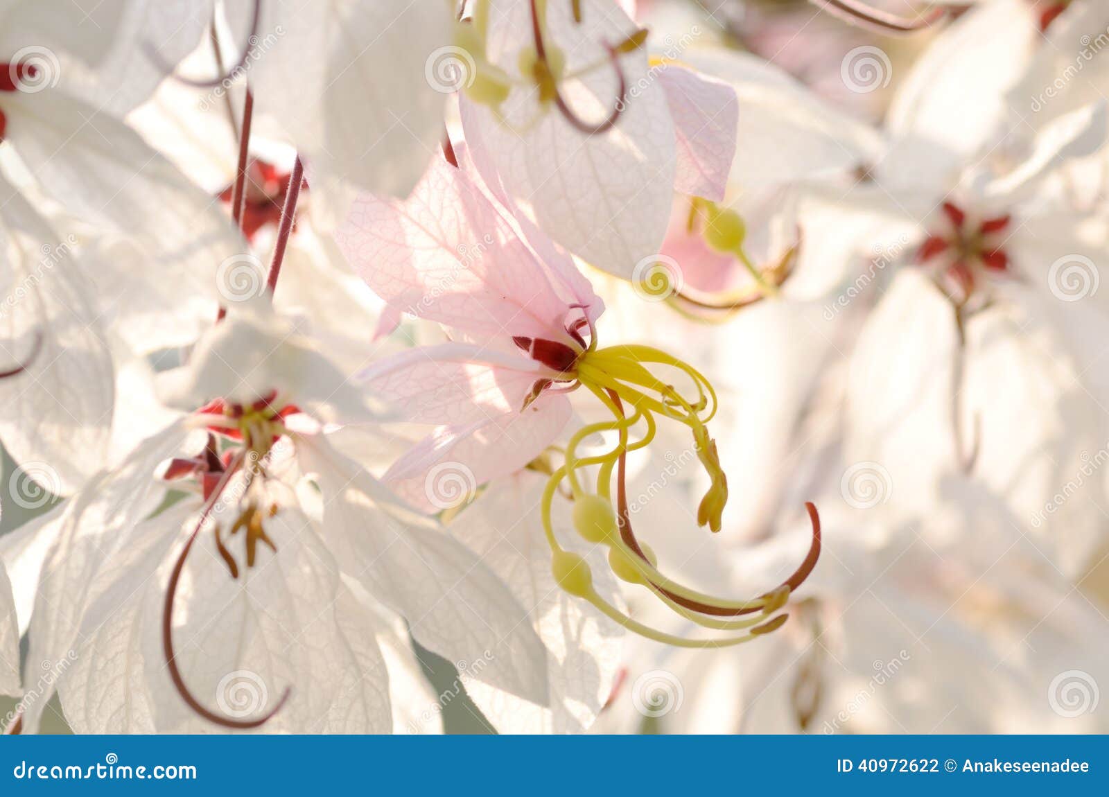 Pink Cassia stock photo. Image of blossom, petal, prunus - 40972622