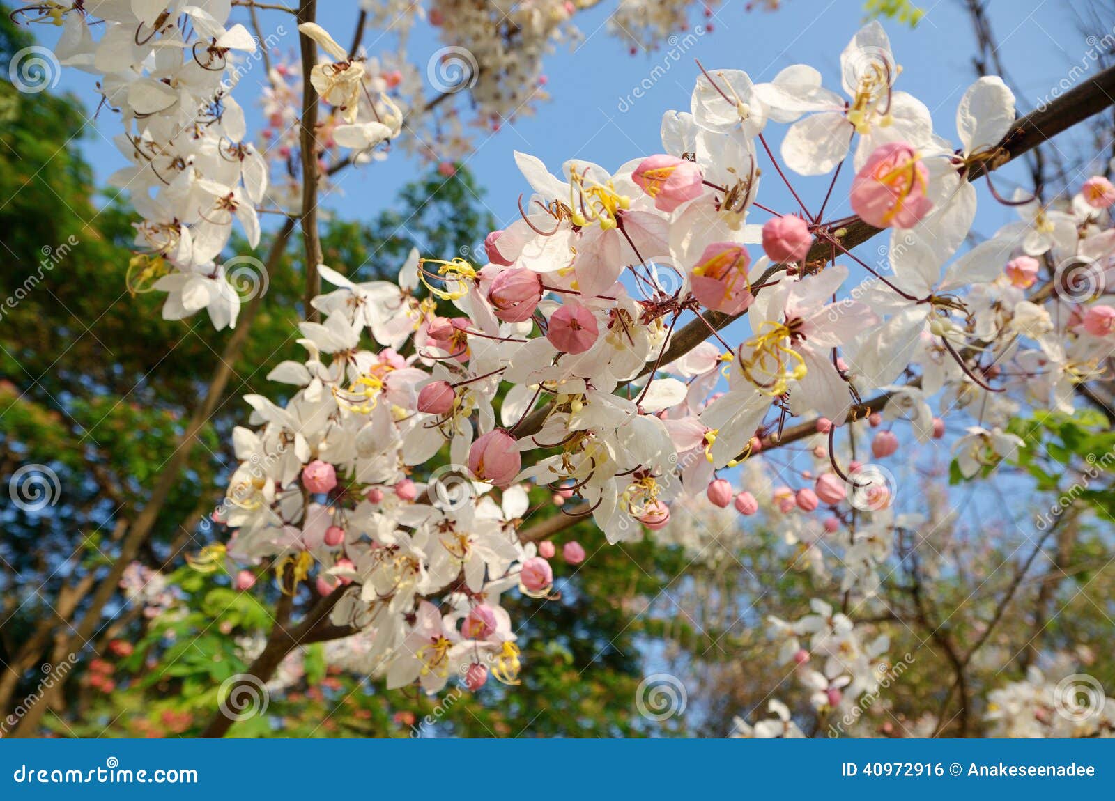 Pink Cassia stock photo. Image of pink, bloom, nature - 40972916