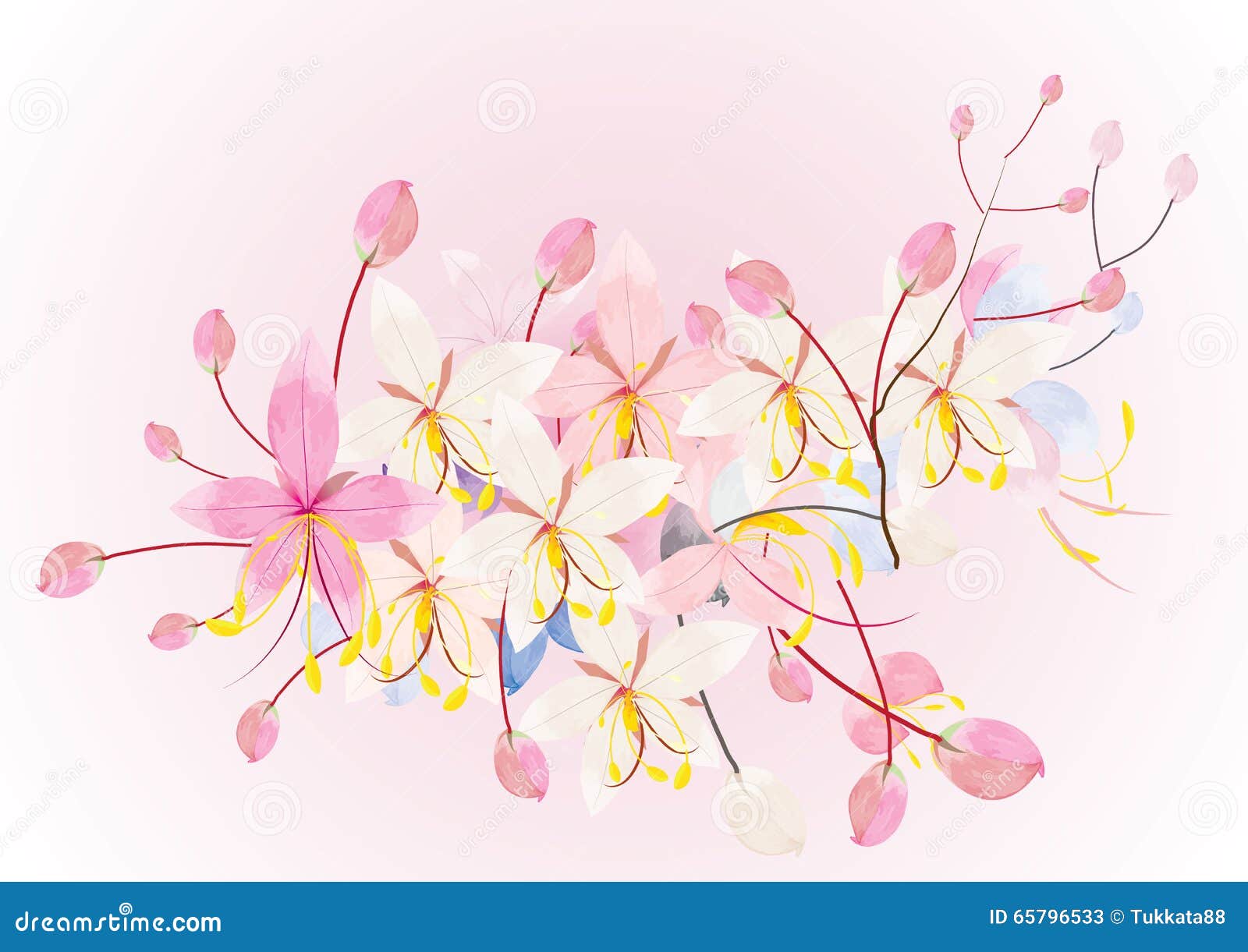 Pink Cassia or Wishing Tree Flower on White Background,vector ...