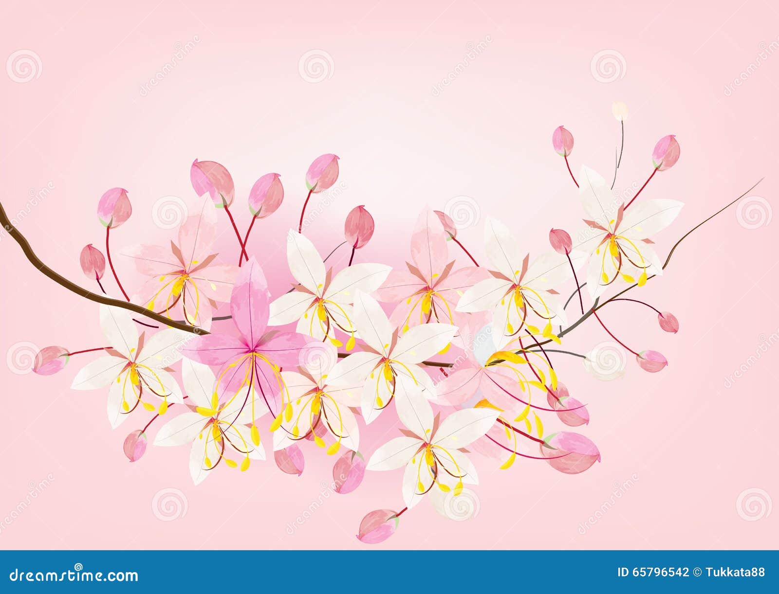 Pink Cassia or Wishing Tree Flower on White Background,vector ...