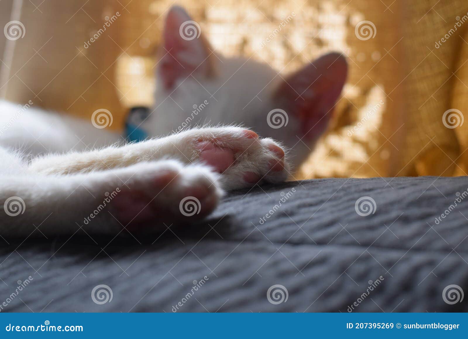 Pink Cat Paws on a White Kitten Stock Image - Image of beans, feet ...