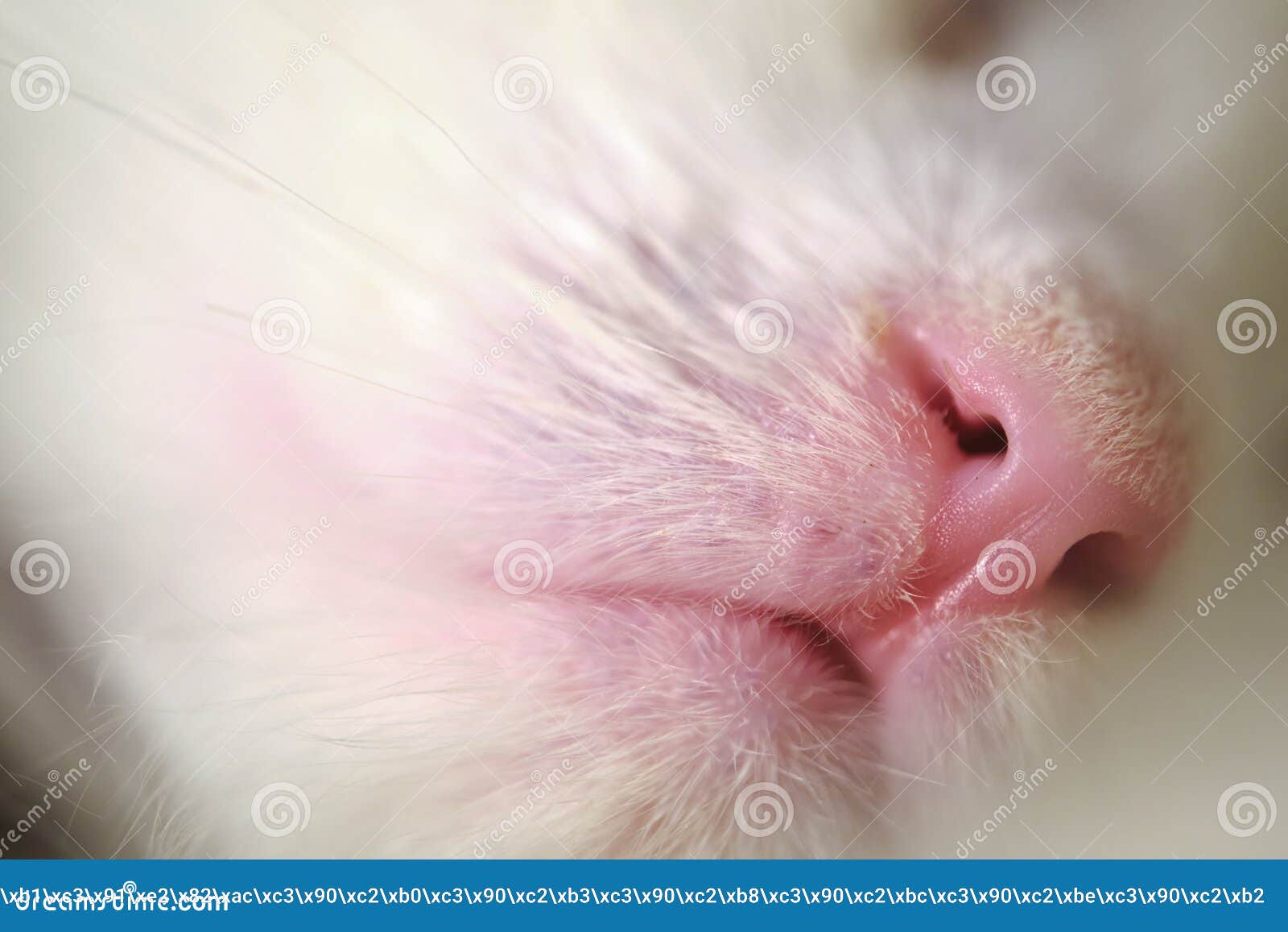 Pink cat s nose macro stock image. Image of white, closeup - 180987187