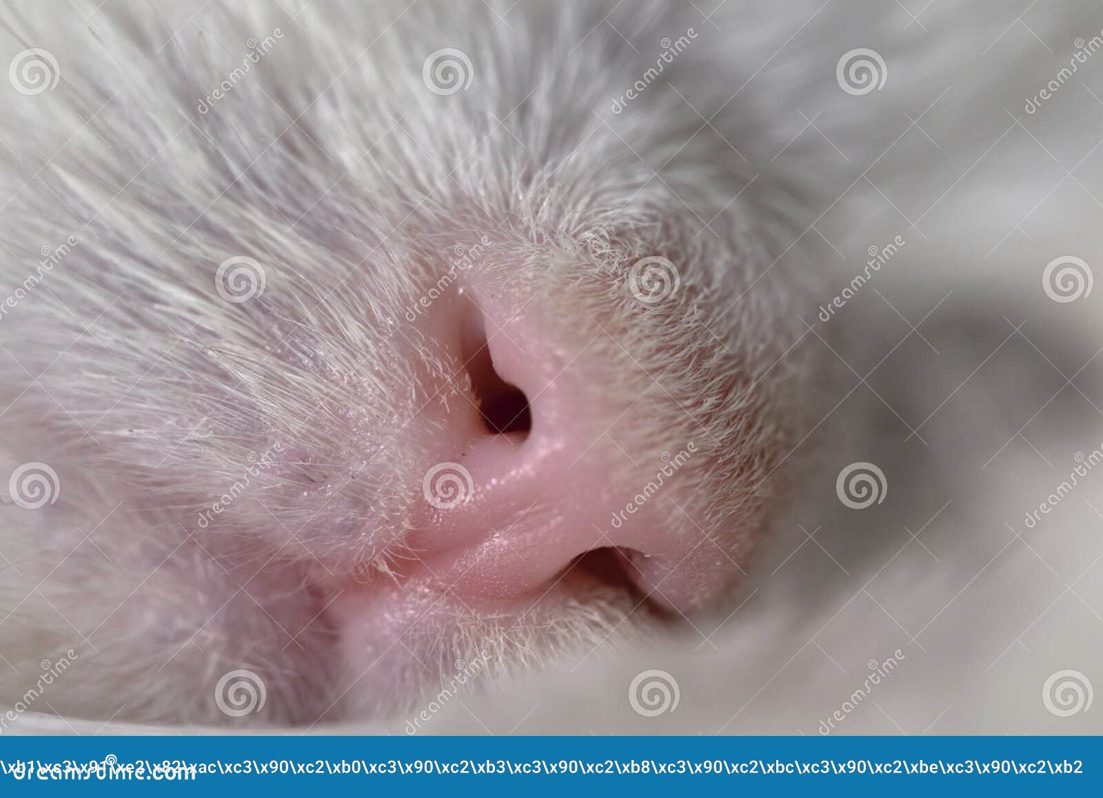 Pink cat s nose macro stock photo. Image of close, bizarre - 180987672