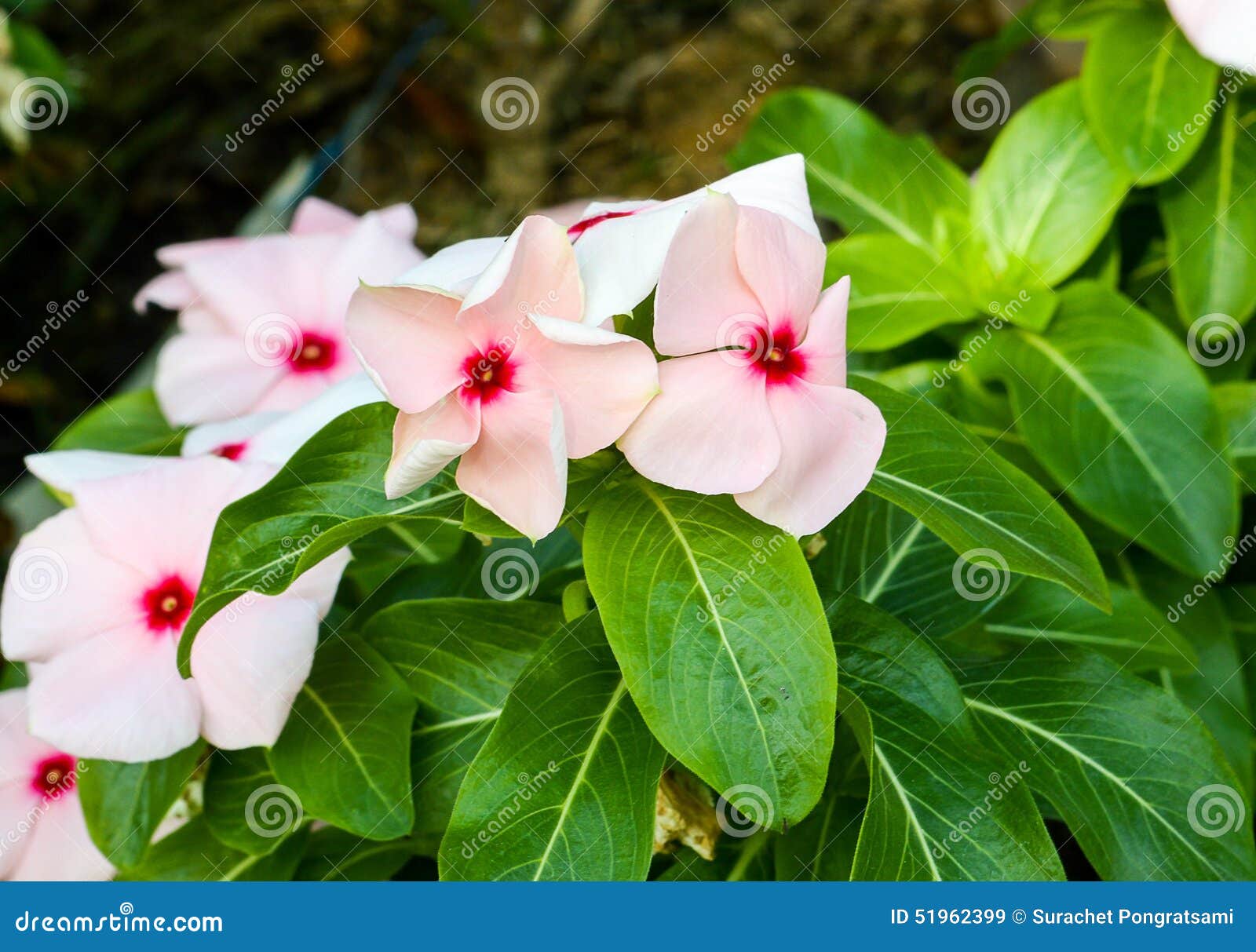 Pink Catharanthus Roseus Flower Stock Image - Image of floral, leaves ...
