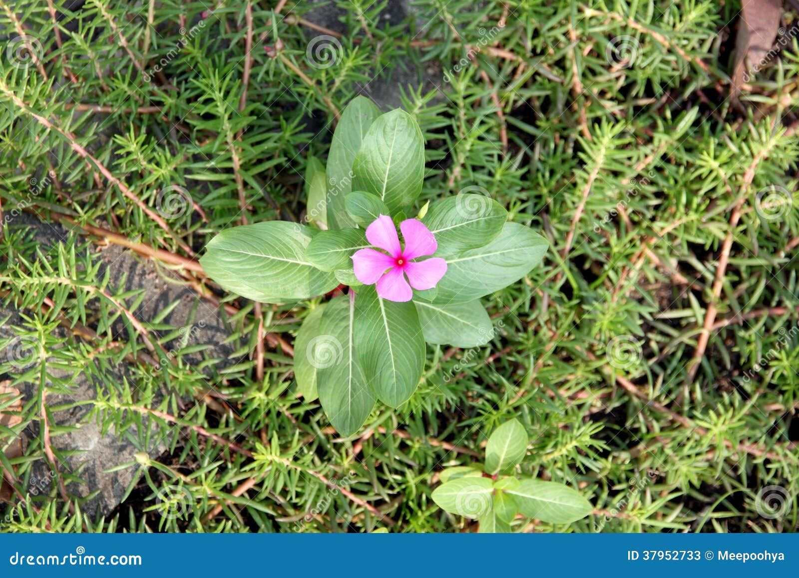 Pink Catharanthus roseus. stock image. Image of catharanthus - 37952733