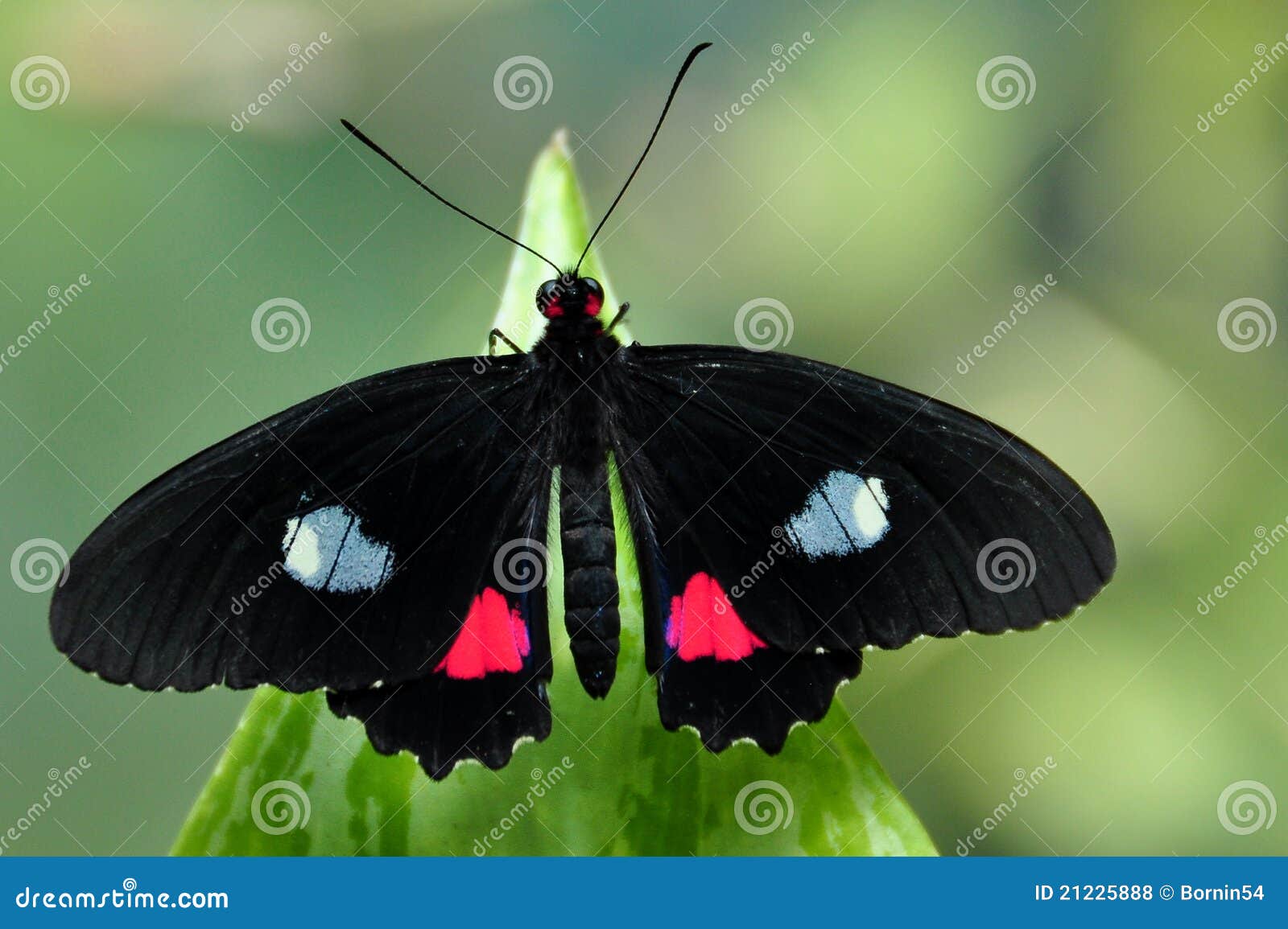 The Pink Cattleheart Butterfly Stock Photo - Image of lepidoptera ...