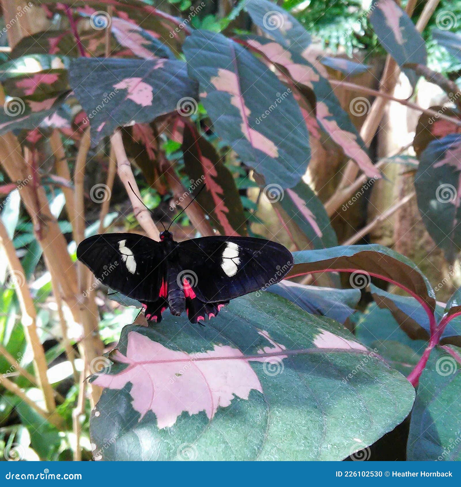 Pink Cattleheart Butterfly stock photo. Image of leaf - 226102530