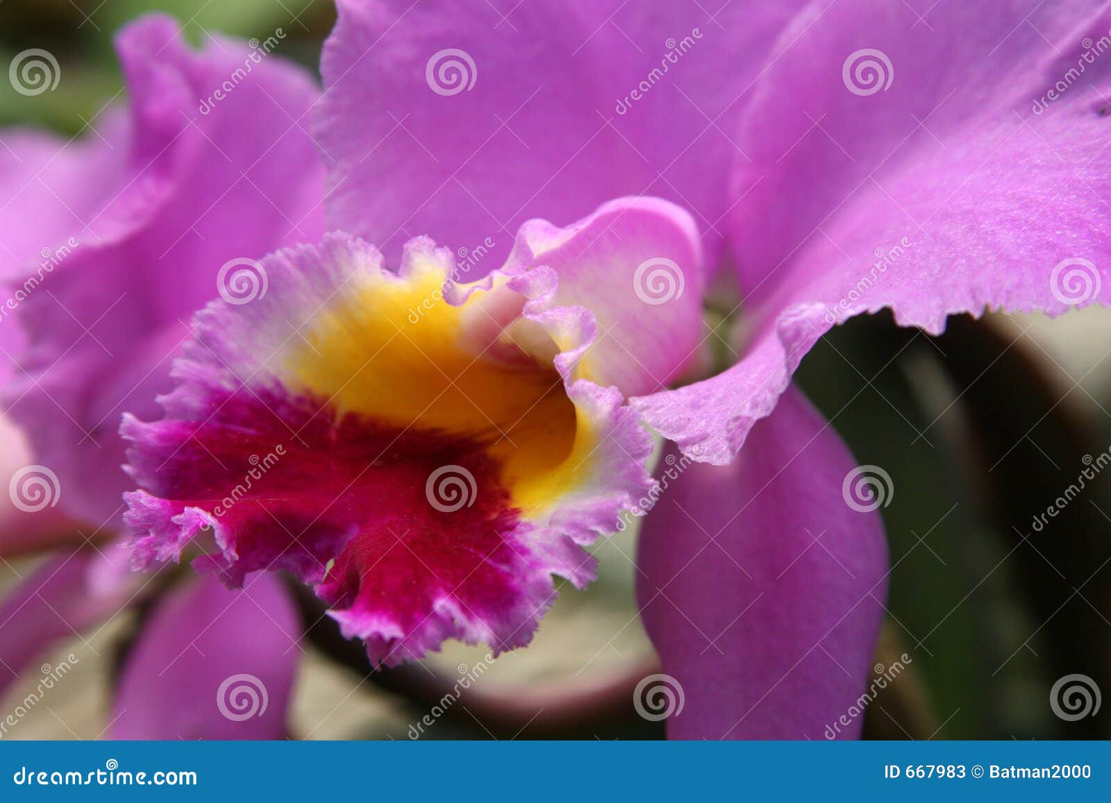 Pink Cattleya Orchid Closeup Stock Image - Image of rare, cattleya: 667983
